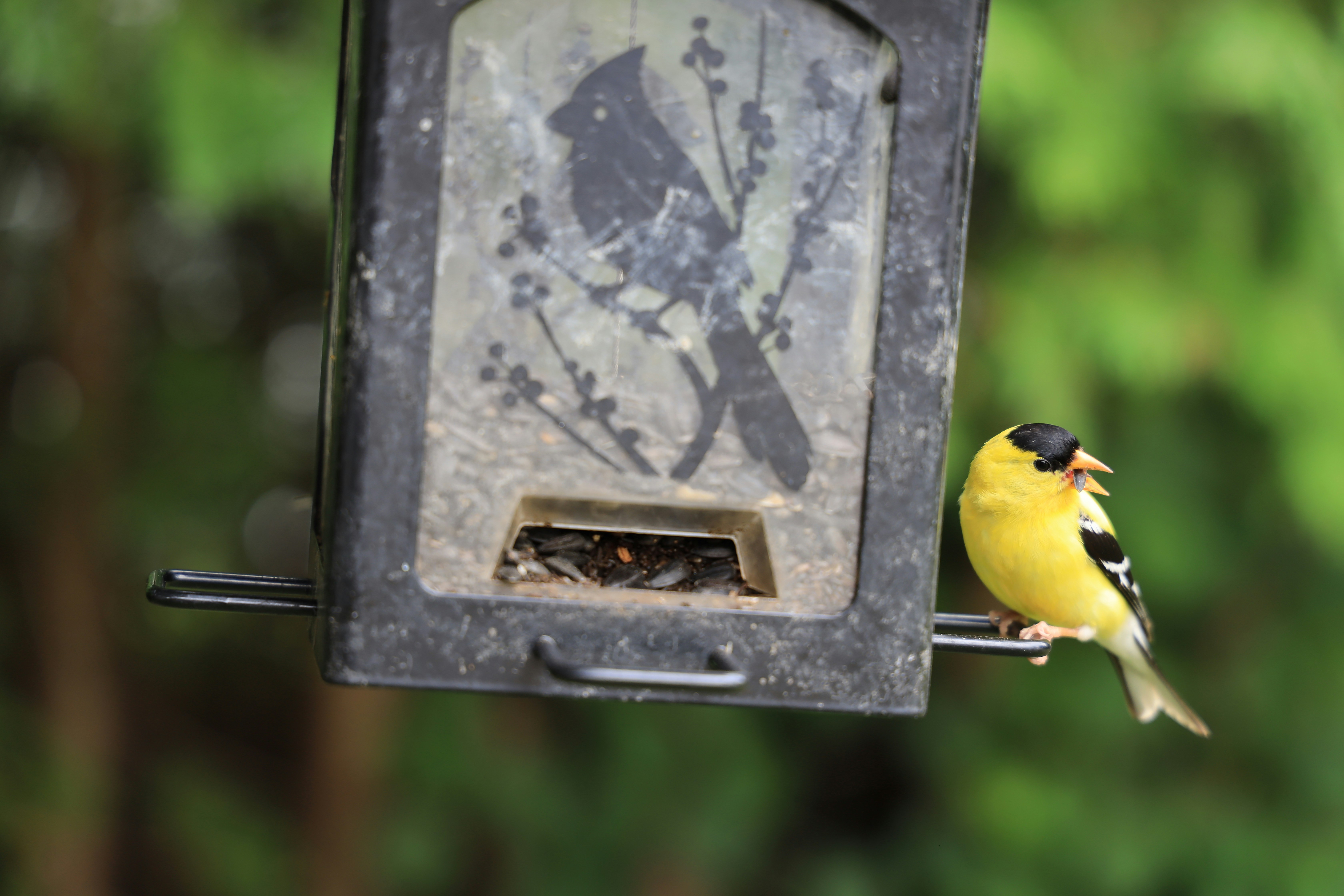 yellow bird on grey and white tree branch