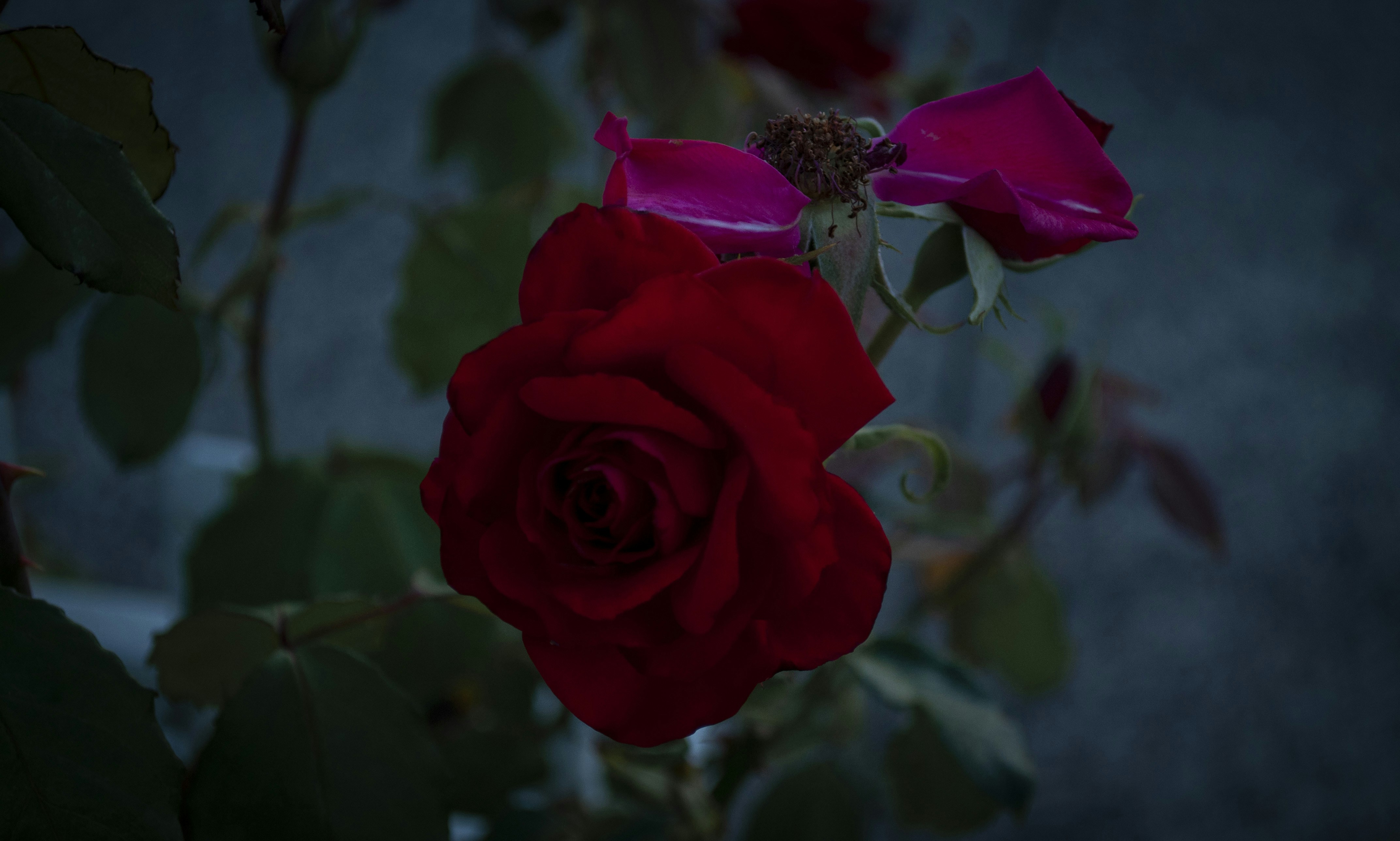 Crimson Bloom in a Moonlit Corner