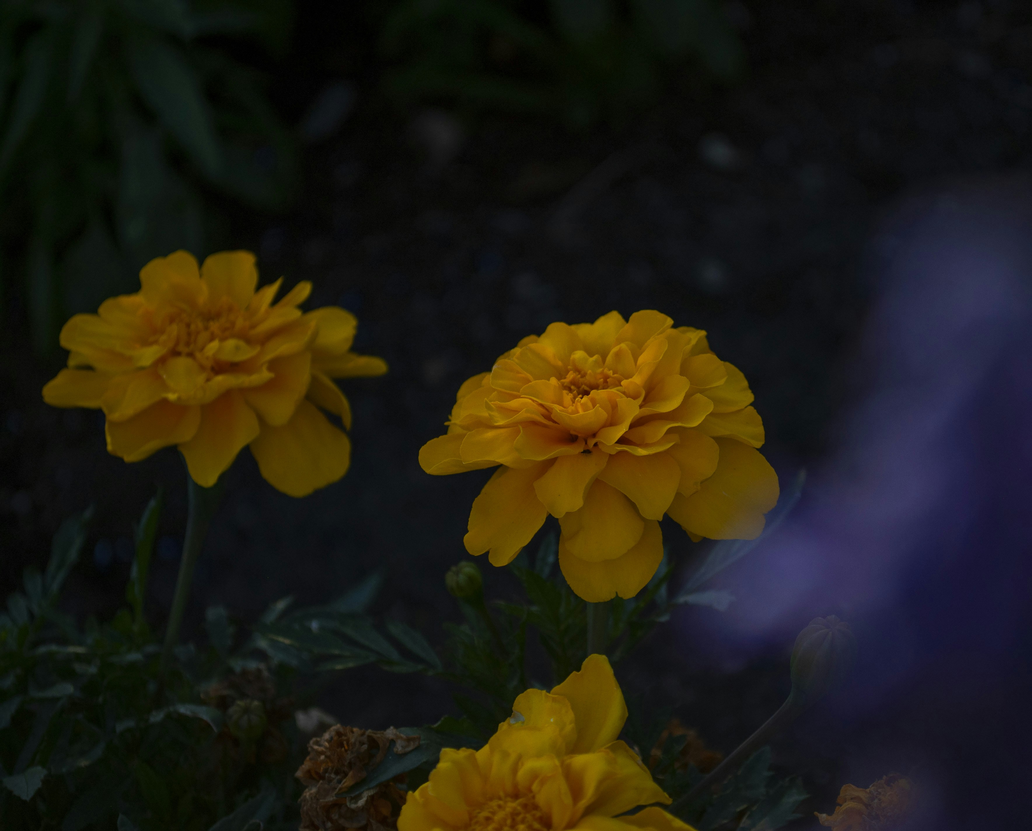 Dusk-Glow Marigolds: A Quiet Burst of Color in Shadow