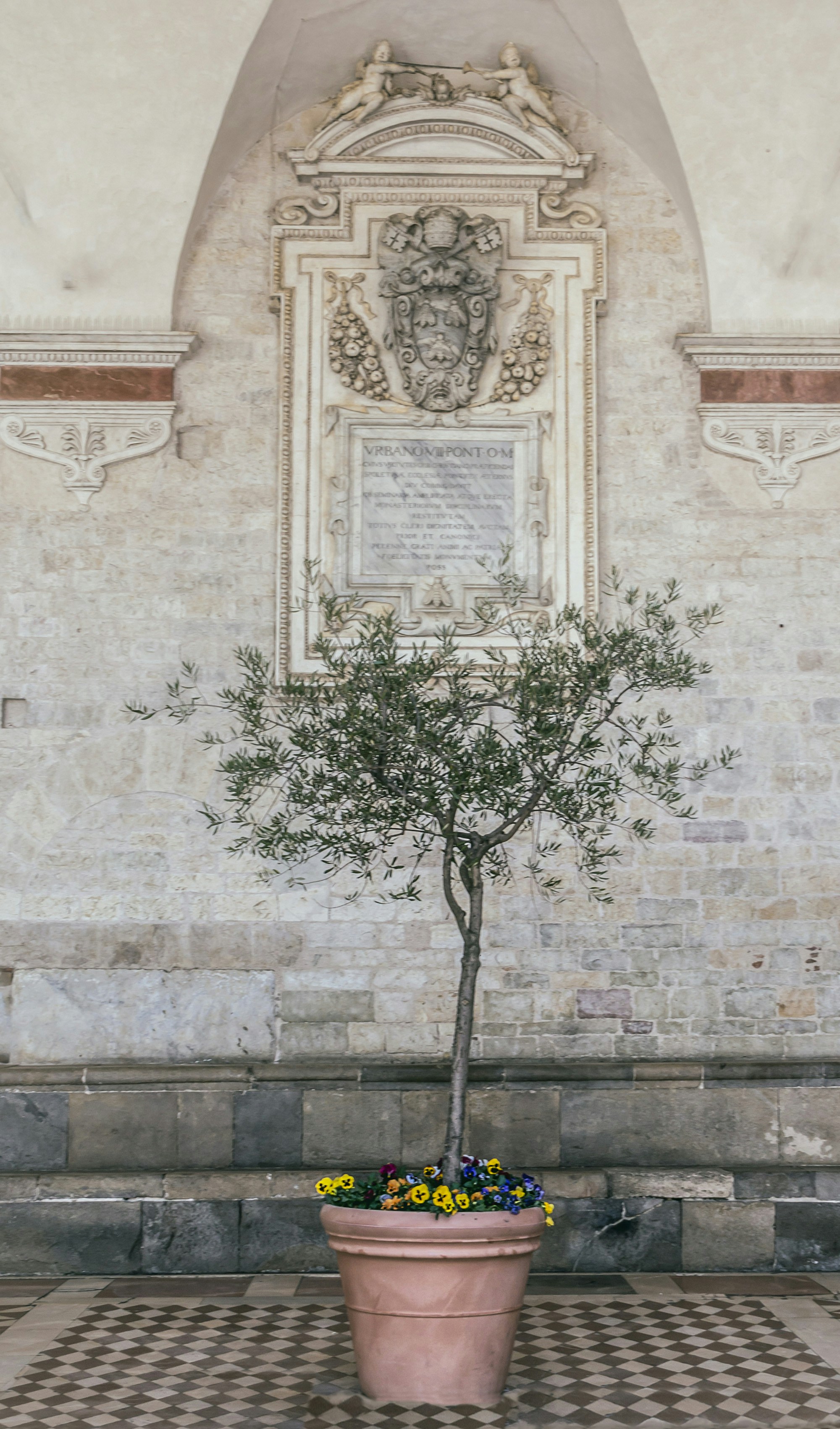 An olive tree stands gracefully in a terracotta pot adorned with colorful flowers, set against a historic stone wall featuring a decorative plaque.