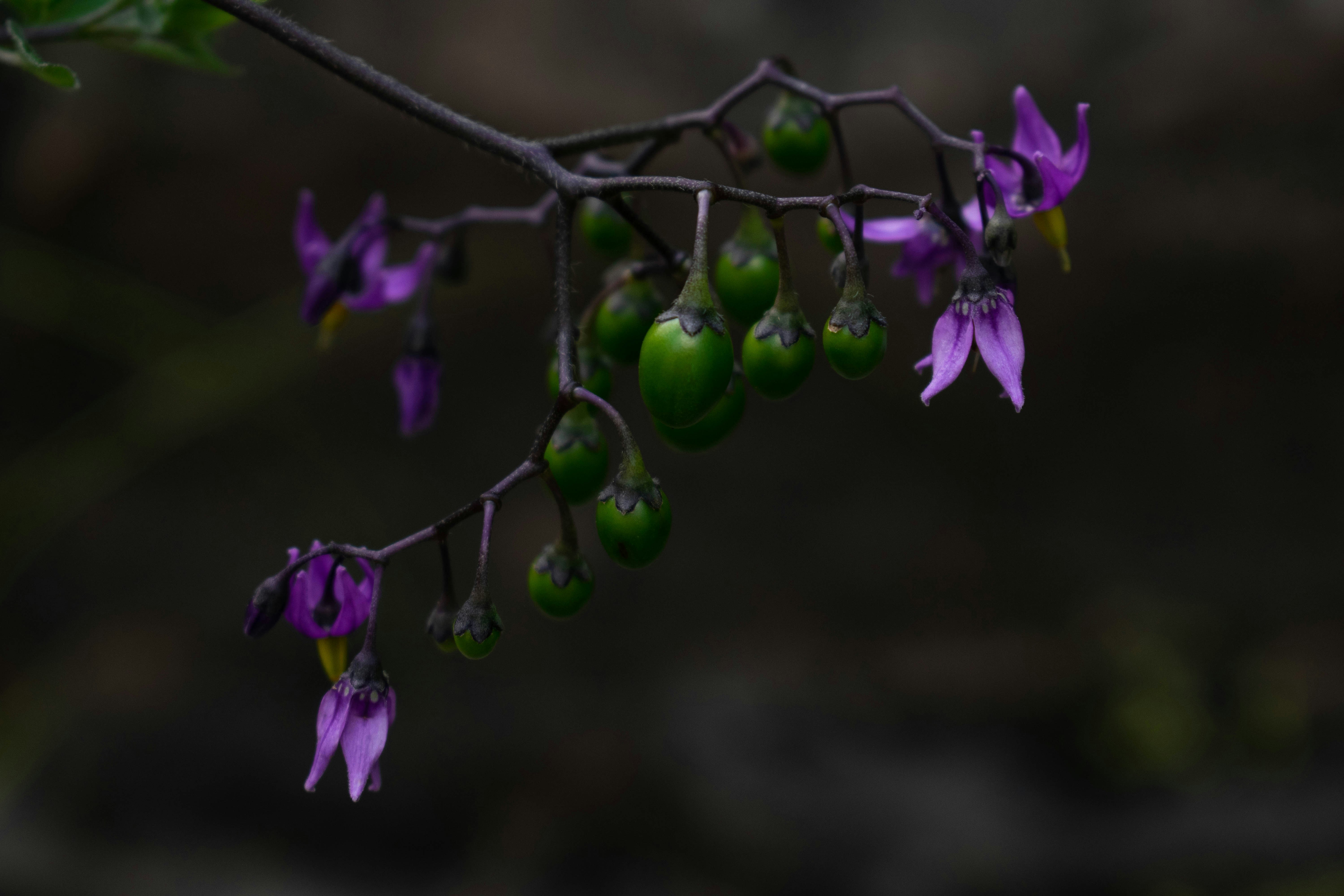 Dusky Violet Berries: Close-Up of Purple Flowers Framing Green Orbs