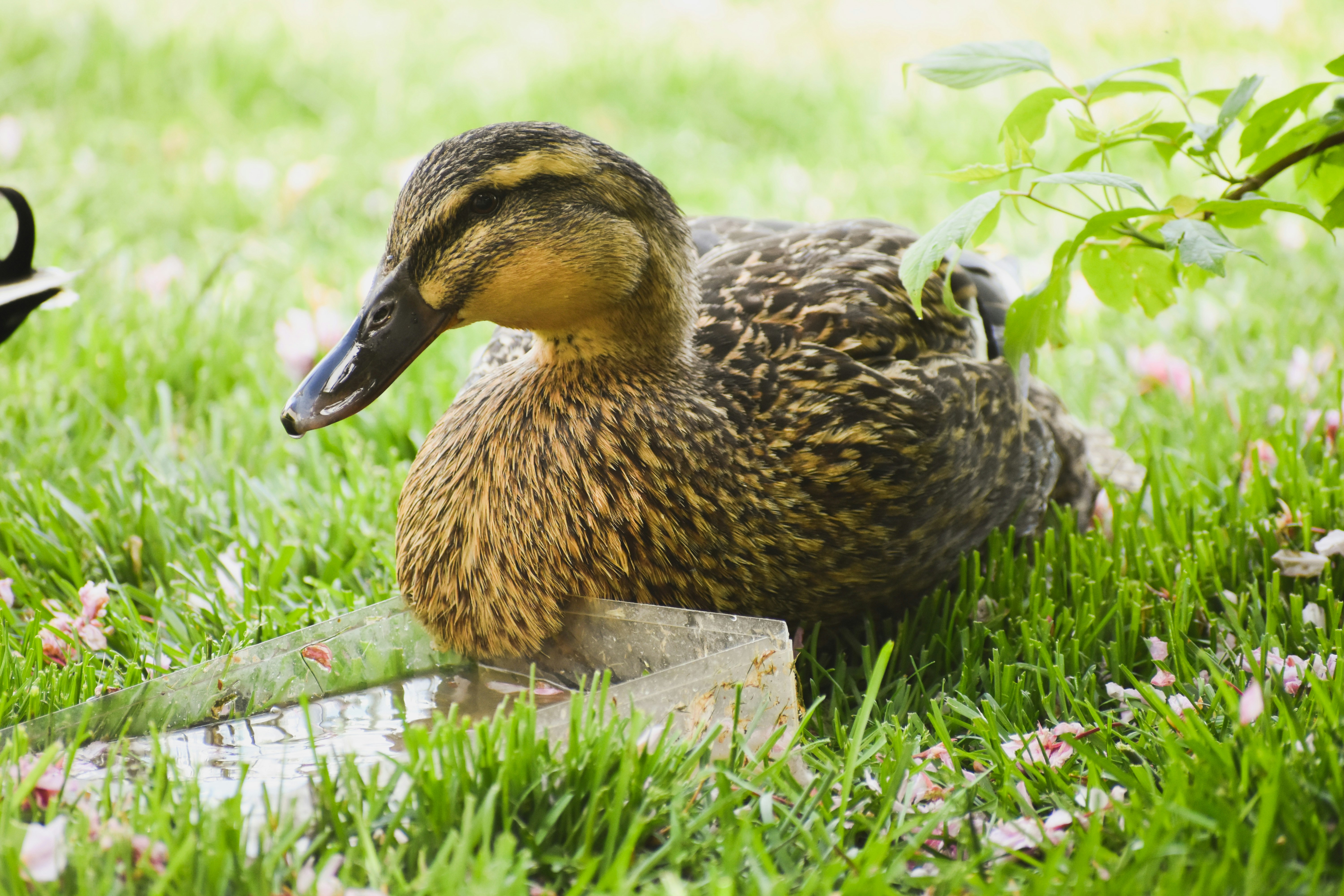 A mallard duck resting beside a shallow puddle, surrounded by lush green grass and scattered flower petals.