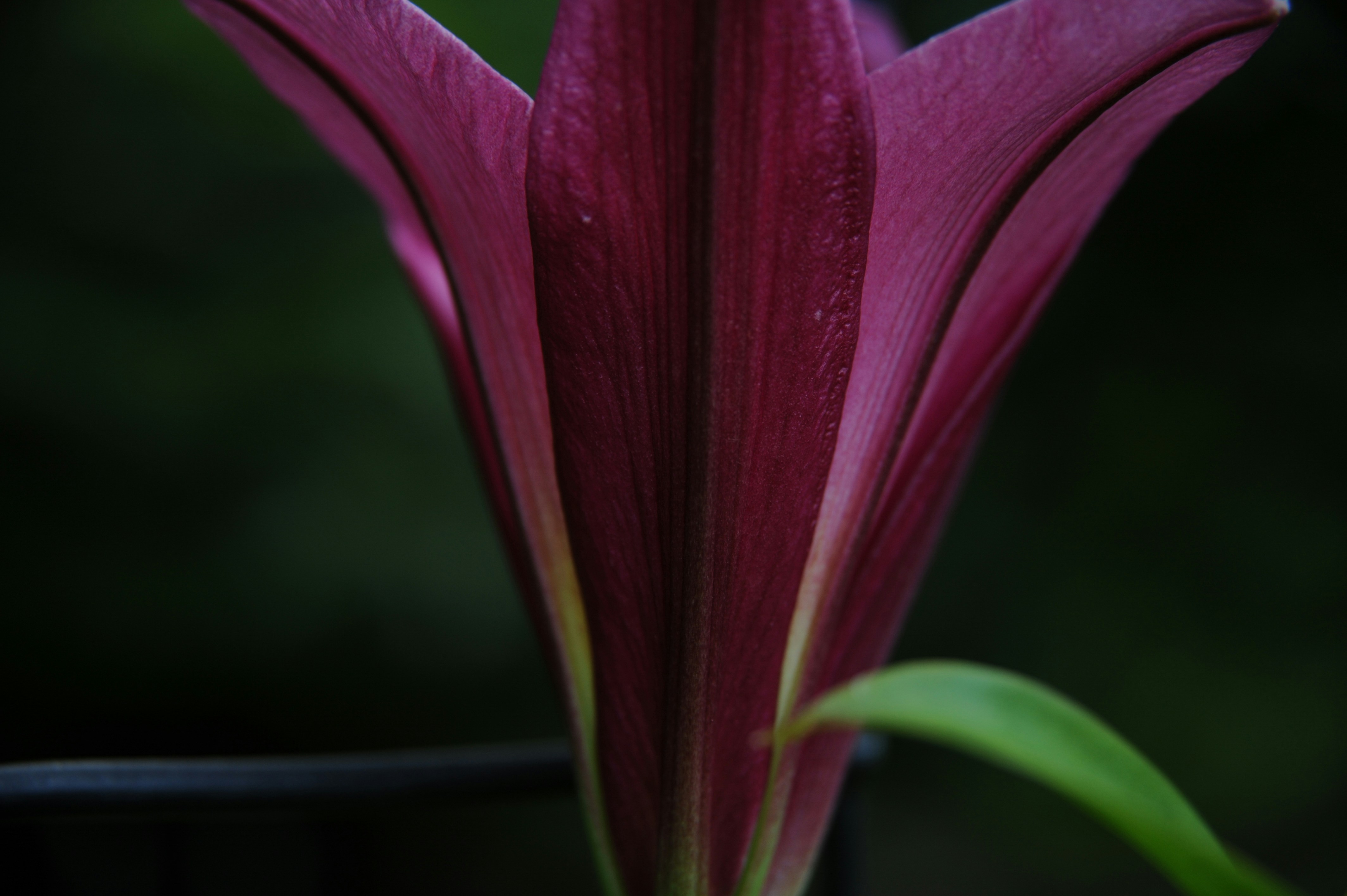 Macro view of a pink lily's petals captured from the side against a blurred green background.