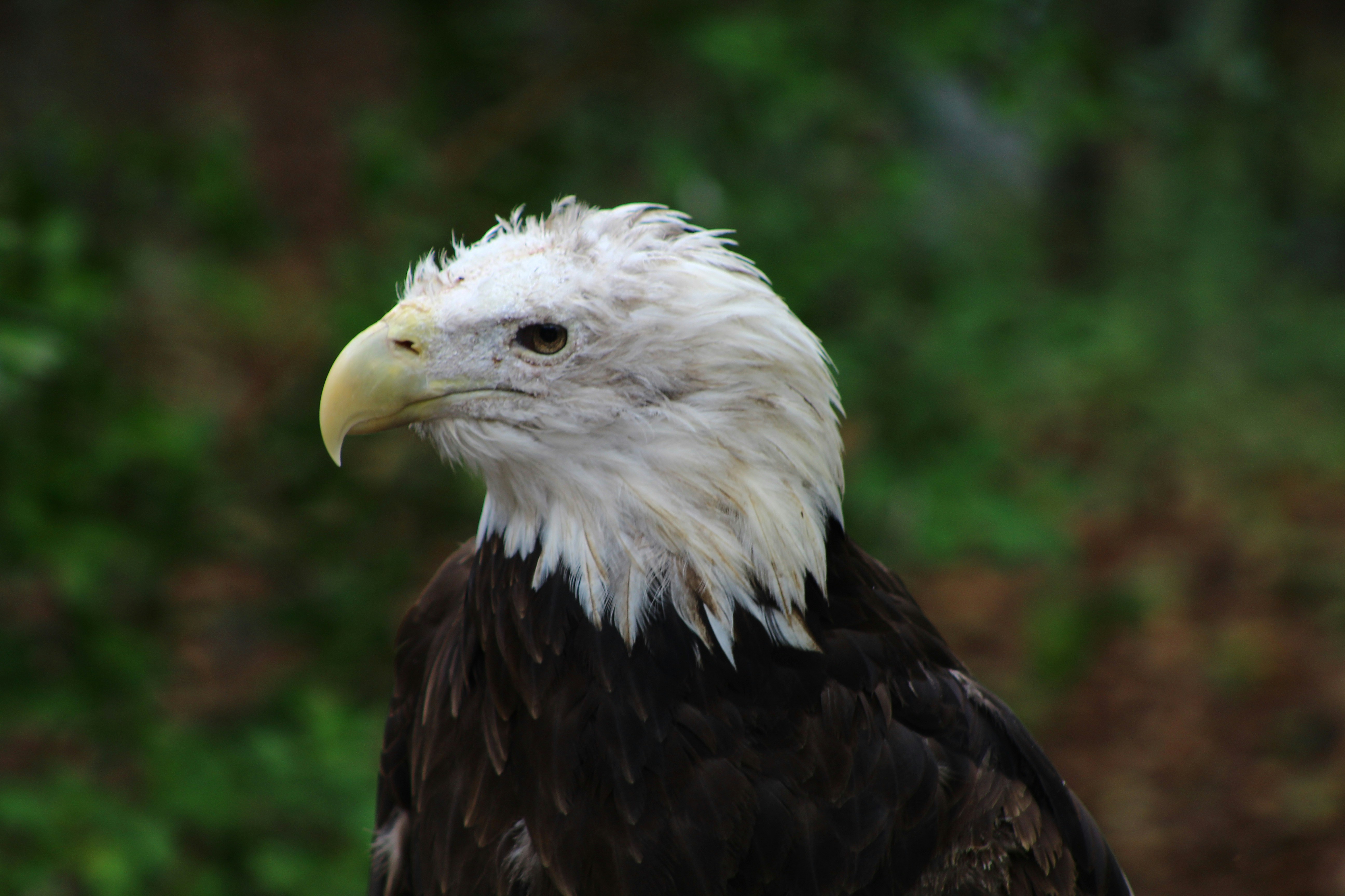 Close-up of an American Bald Eagle showcasing its striking features against a blurred green background.