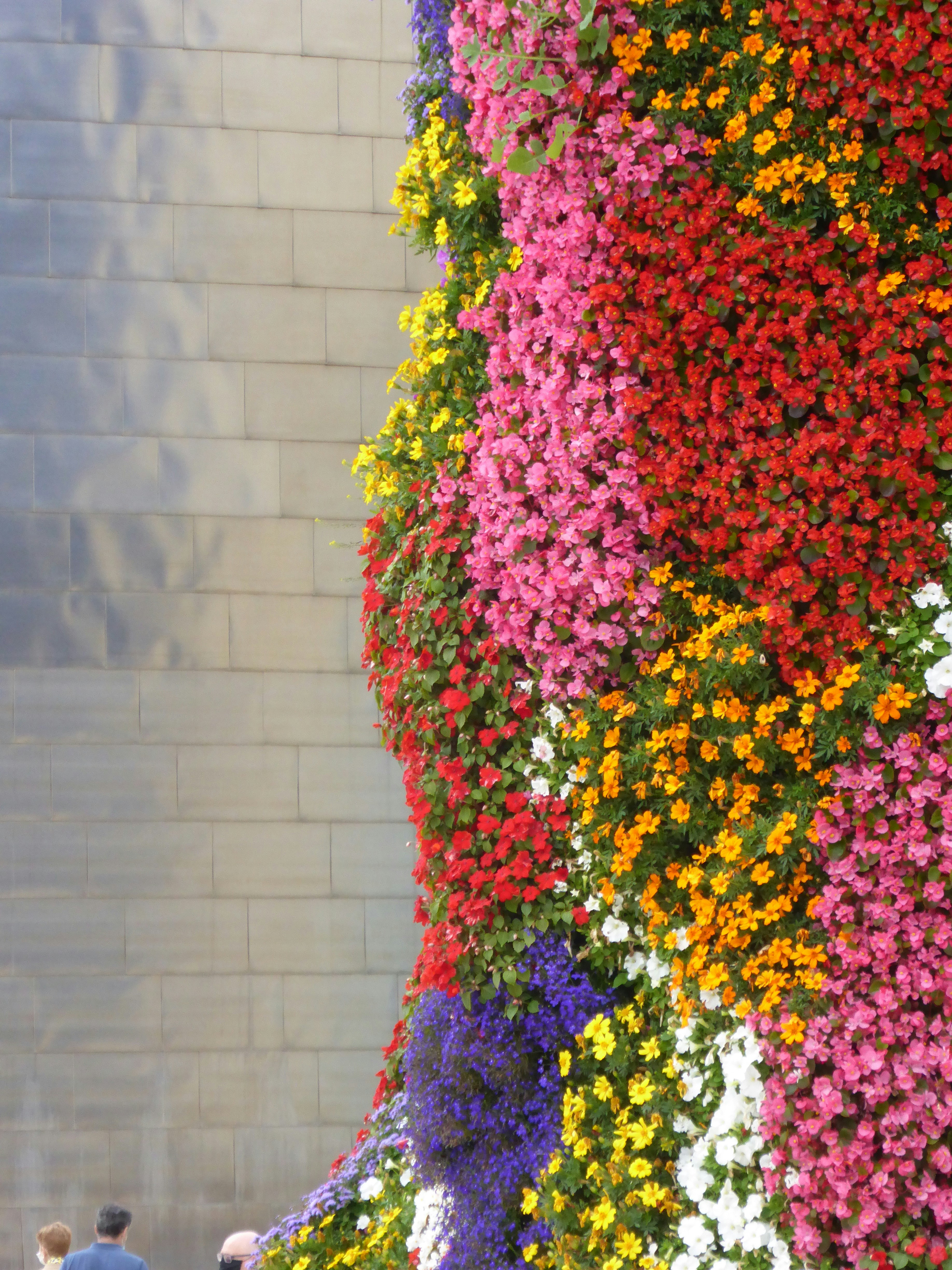 Vibrant vertical garden adorned with a rich assortment of colorful flowers, creating a lively backdrop against a sleek metallic wall.