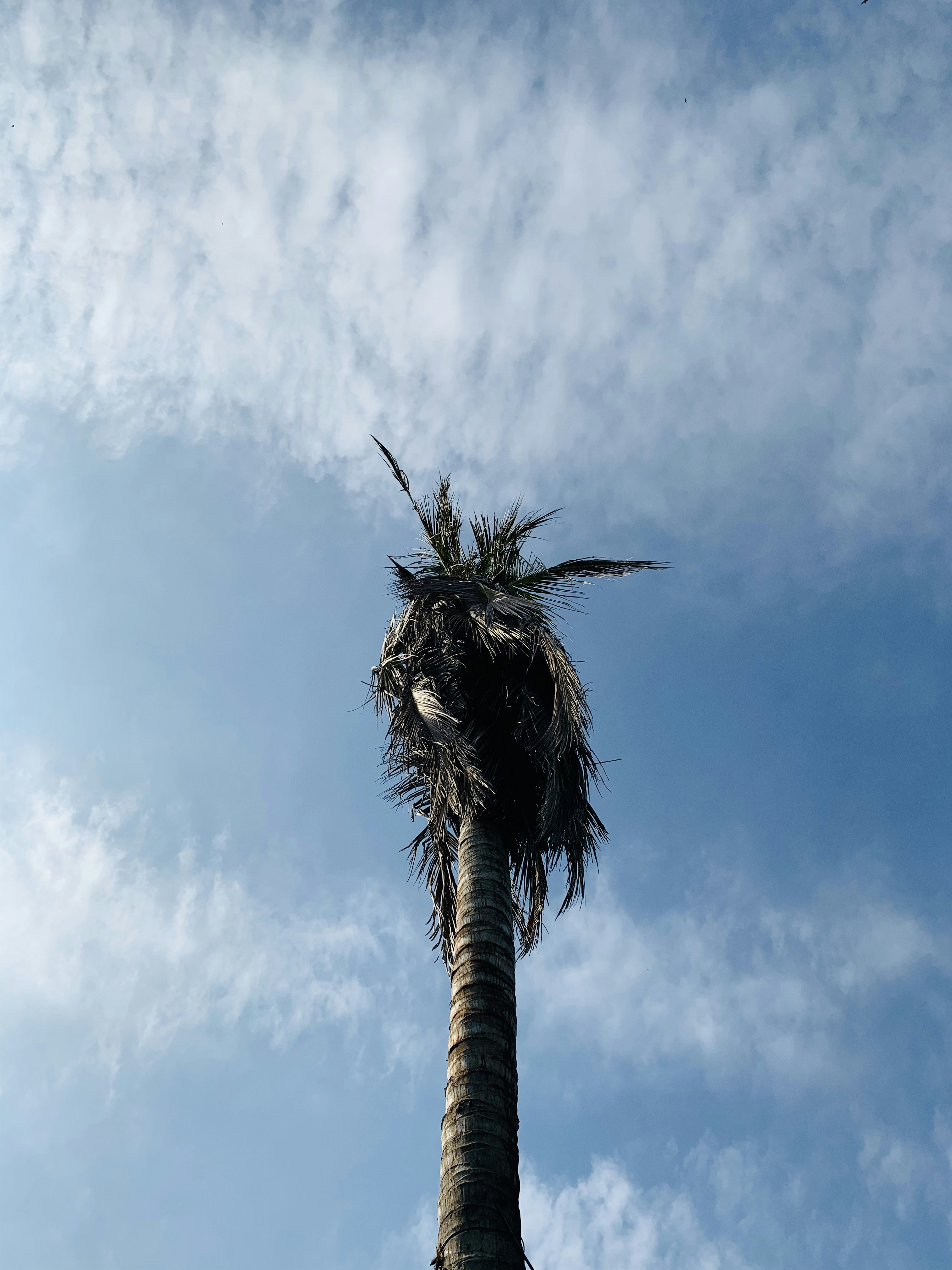 brown and green tree under blue sky