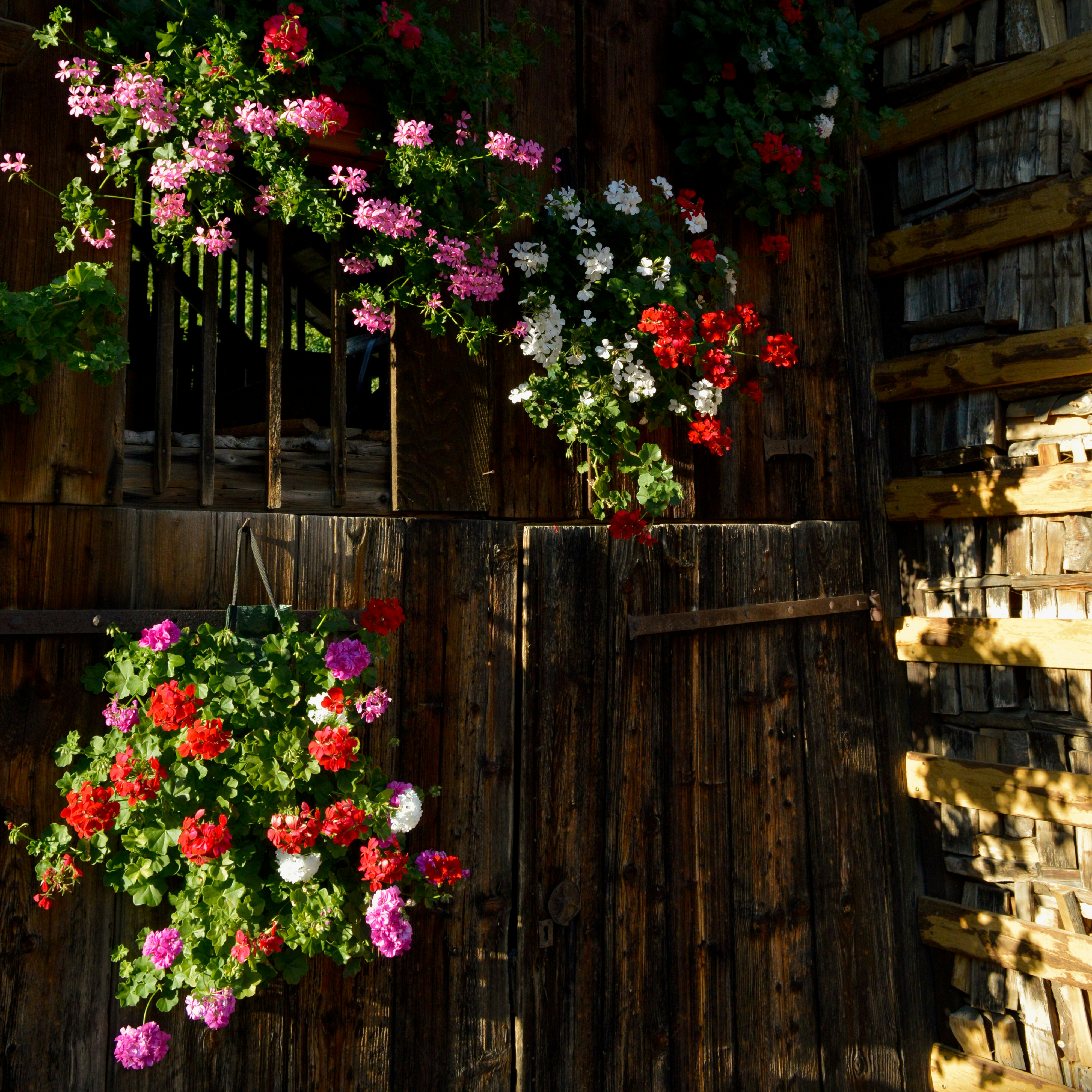 Crimson Bouquets on a Weathered Fence: A Rustic Garden Moment