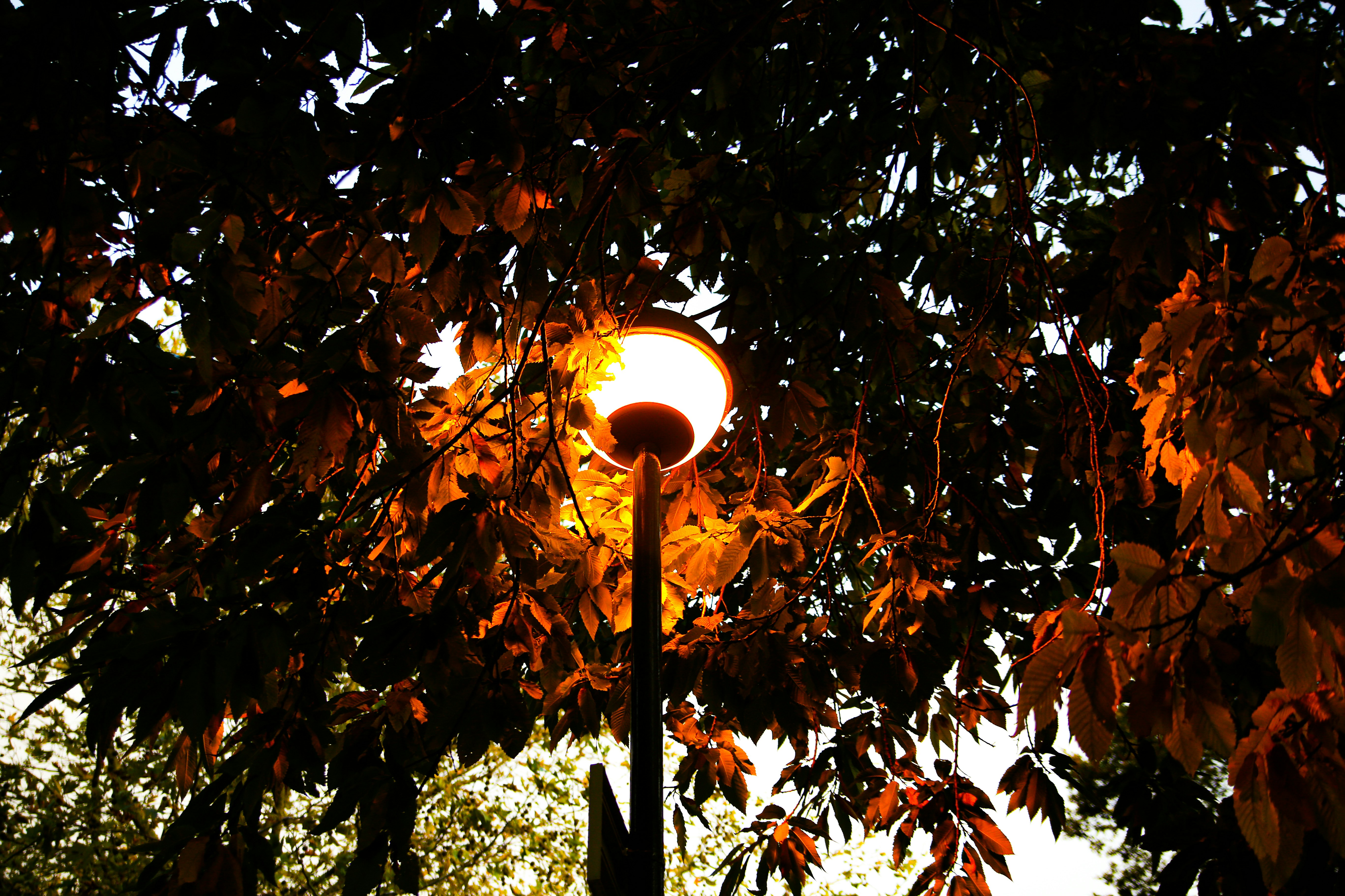 Ember Halo: Streetlamp Framed by a Fiery Autumn Canopy