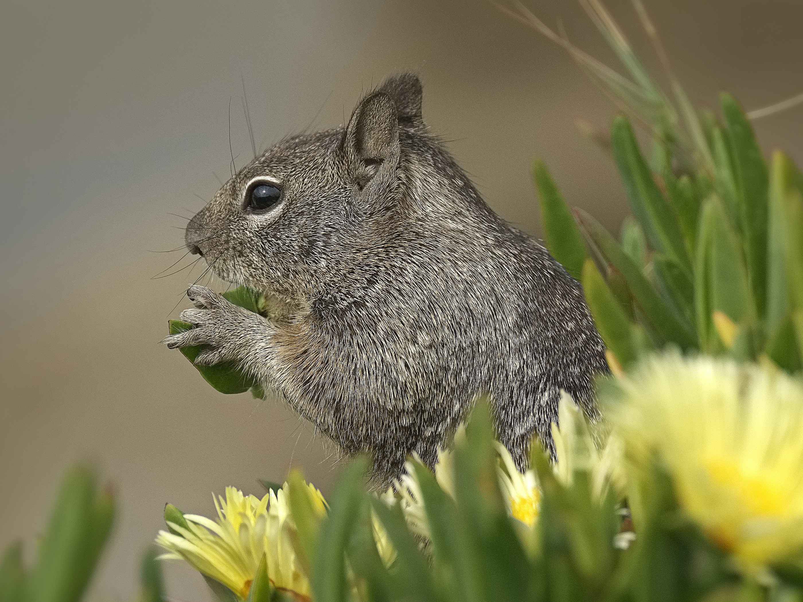 Nibbling in a Dandelion Patch: A Grey Squirrel in Sunlit Greens