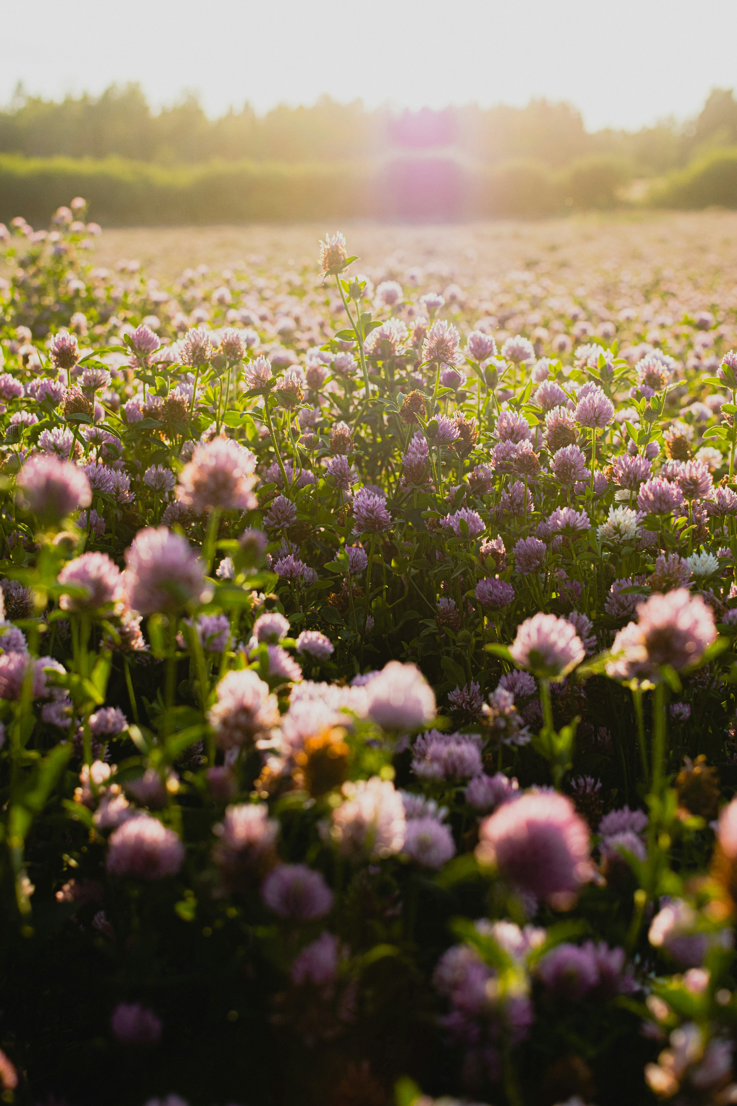 Golden Hour Clover: A Sea of Soft Purple Blooms Under Sunlit Haze