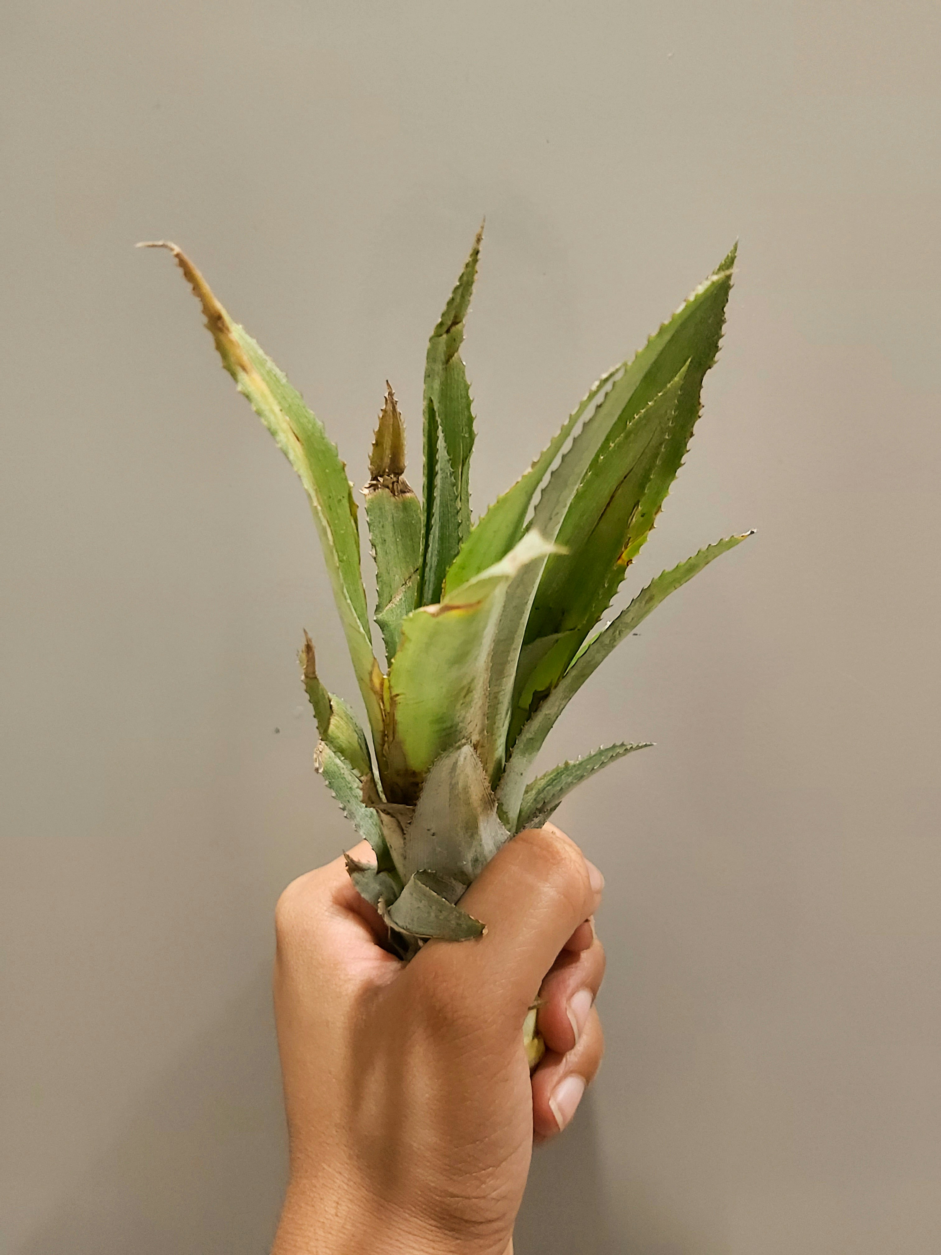 Green plant on persons hand photo – Free Flower Image on Unsplash