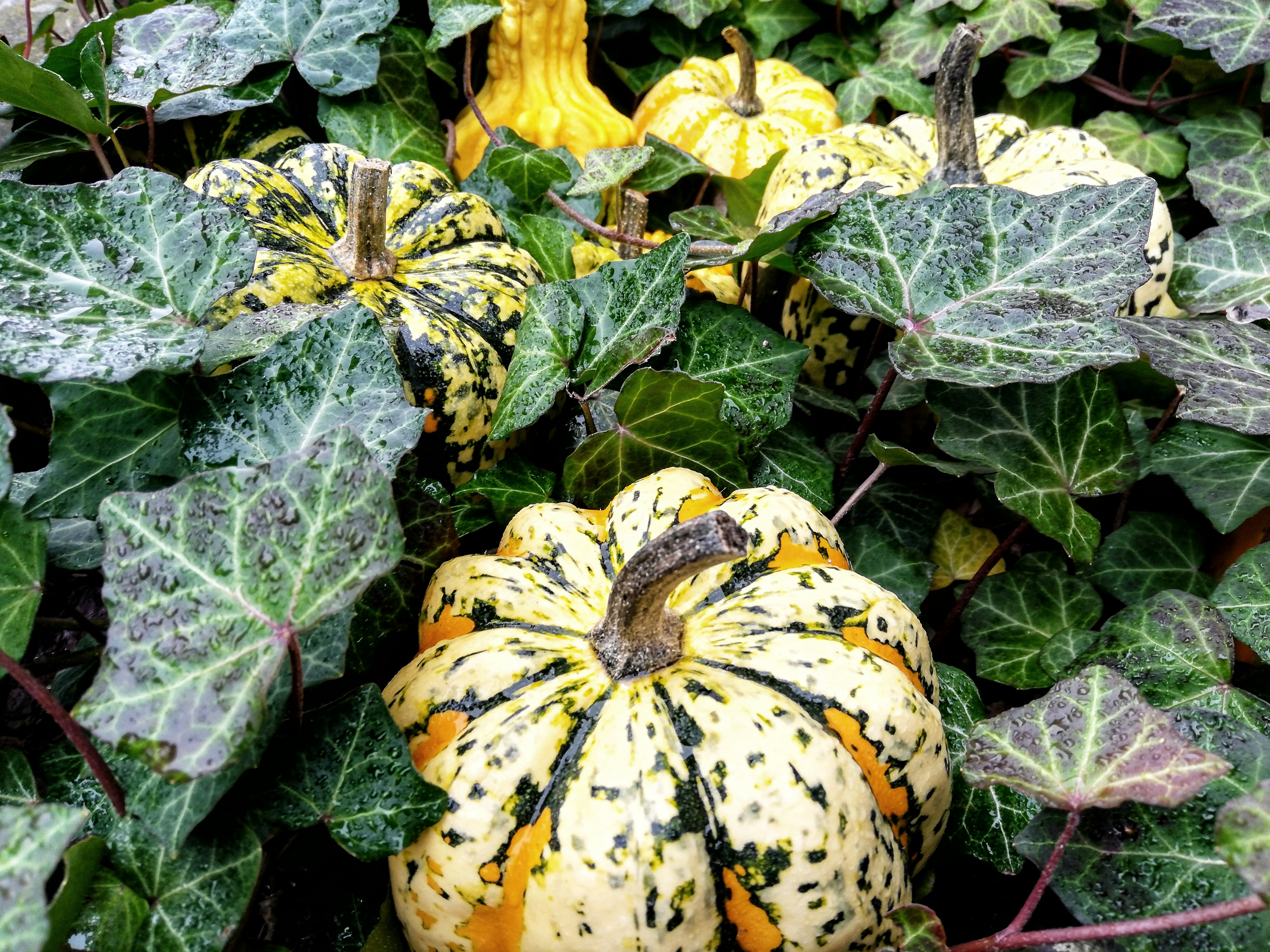Striated Autumn: Variegated Pumpkins Among Ivy Leaves