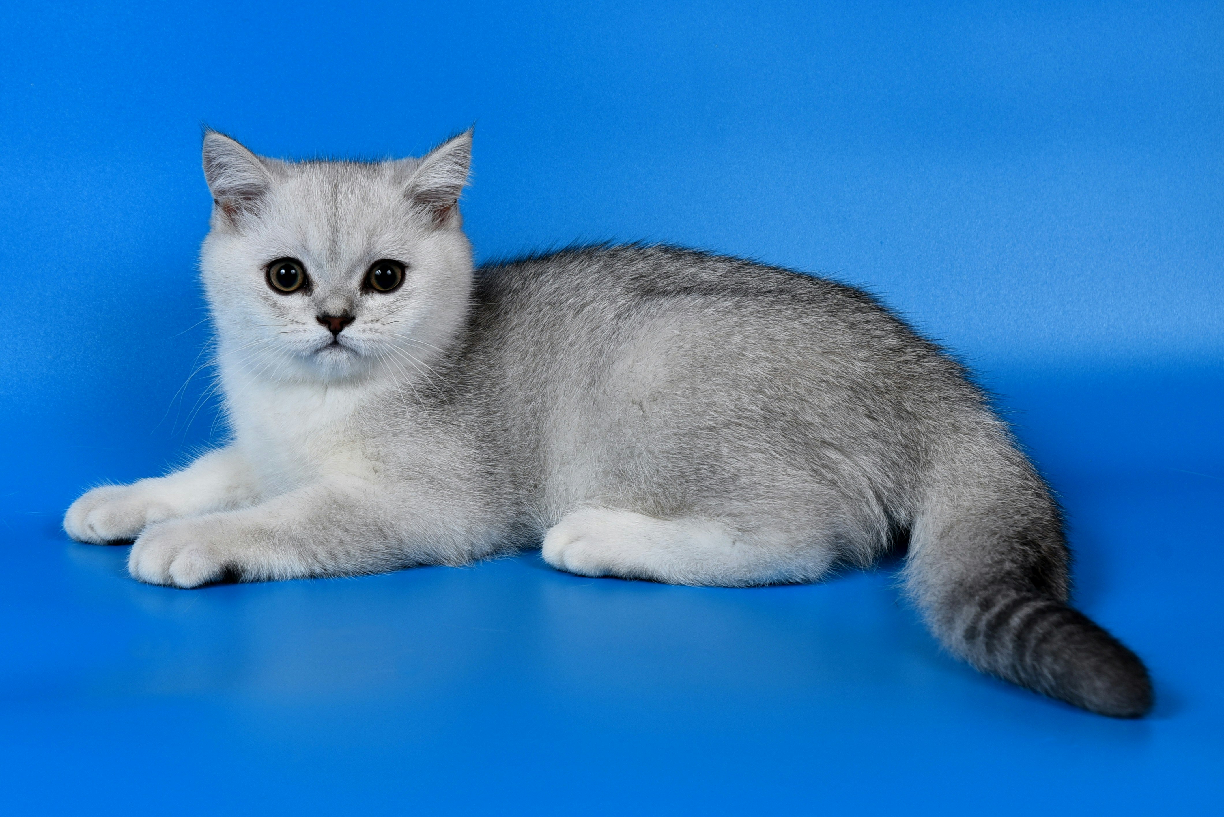 A fluffy gray kitten lounges gracefully against a vibrant blue background, showcasing its striking features and playful demeanor.