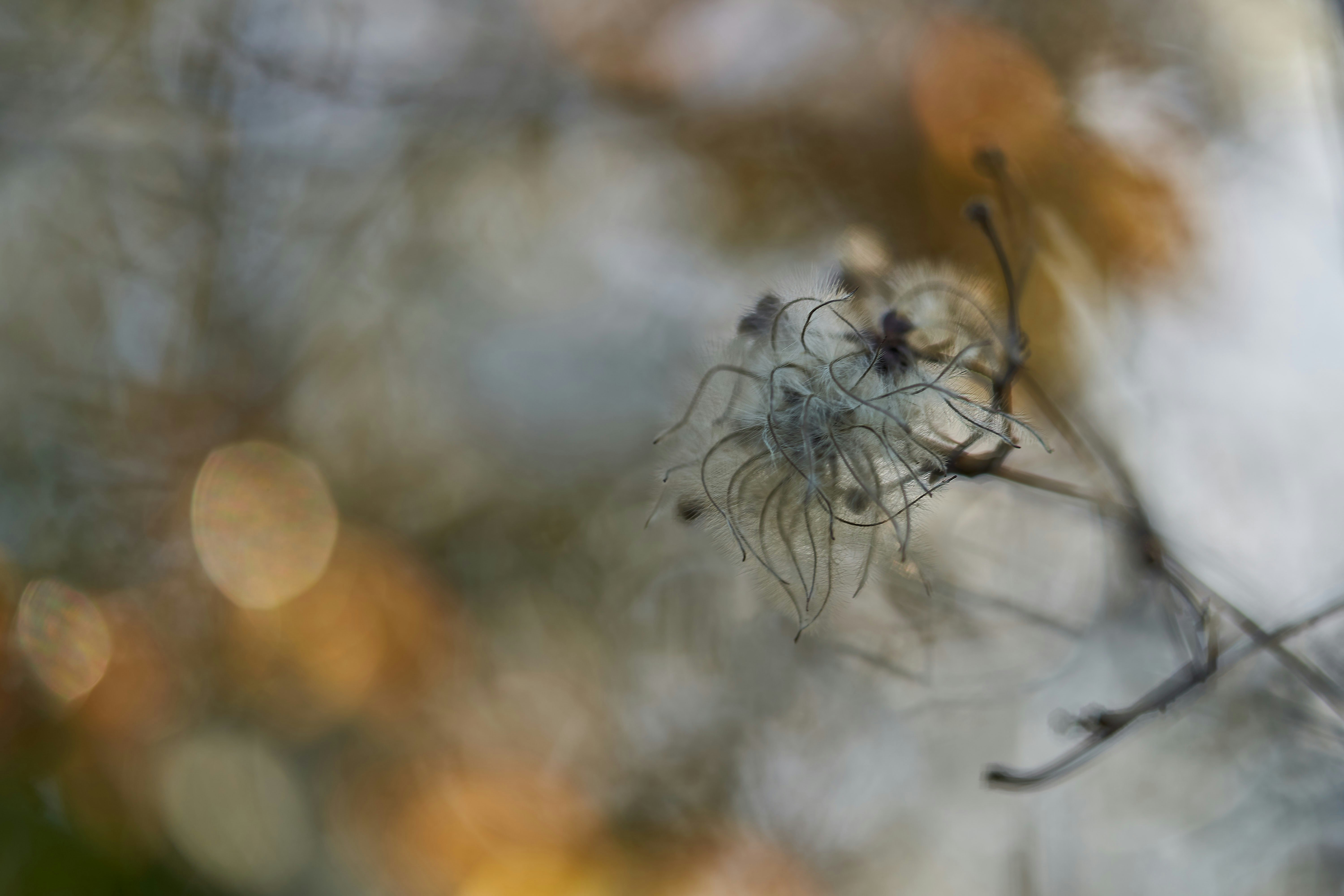 Whispering Seedhead in Soft Focus: Autumn's Quiet Filaments