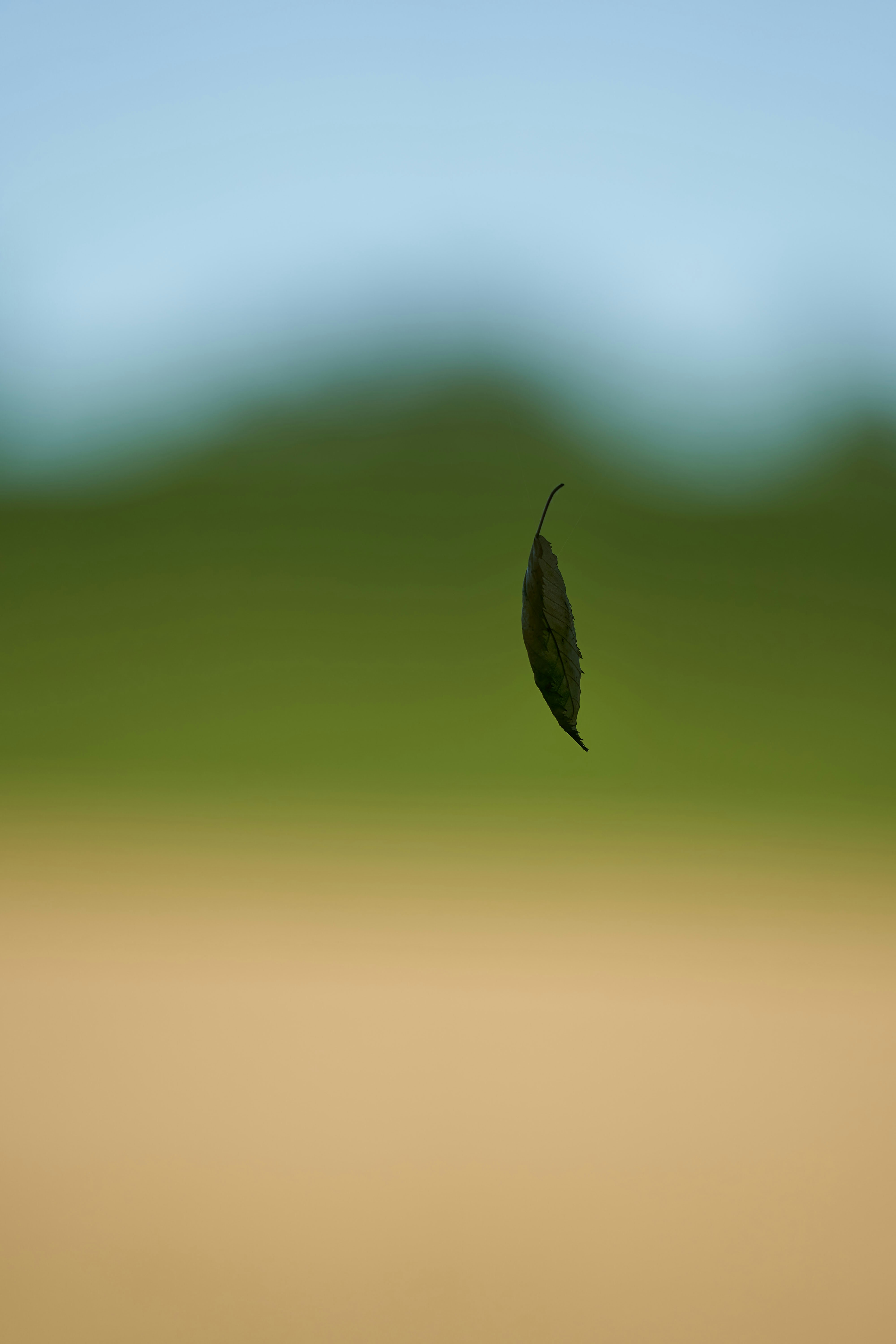 green leaf in macro lens
