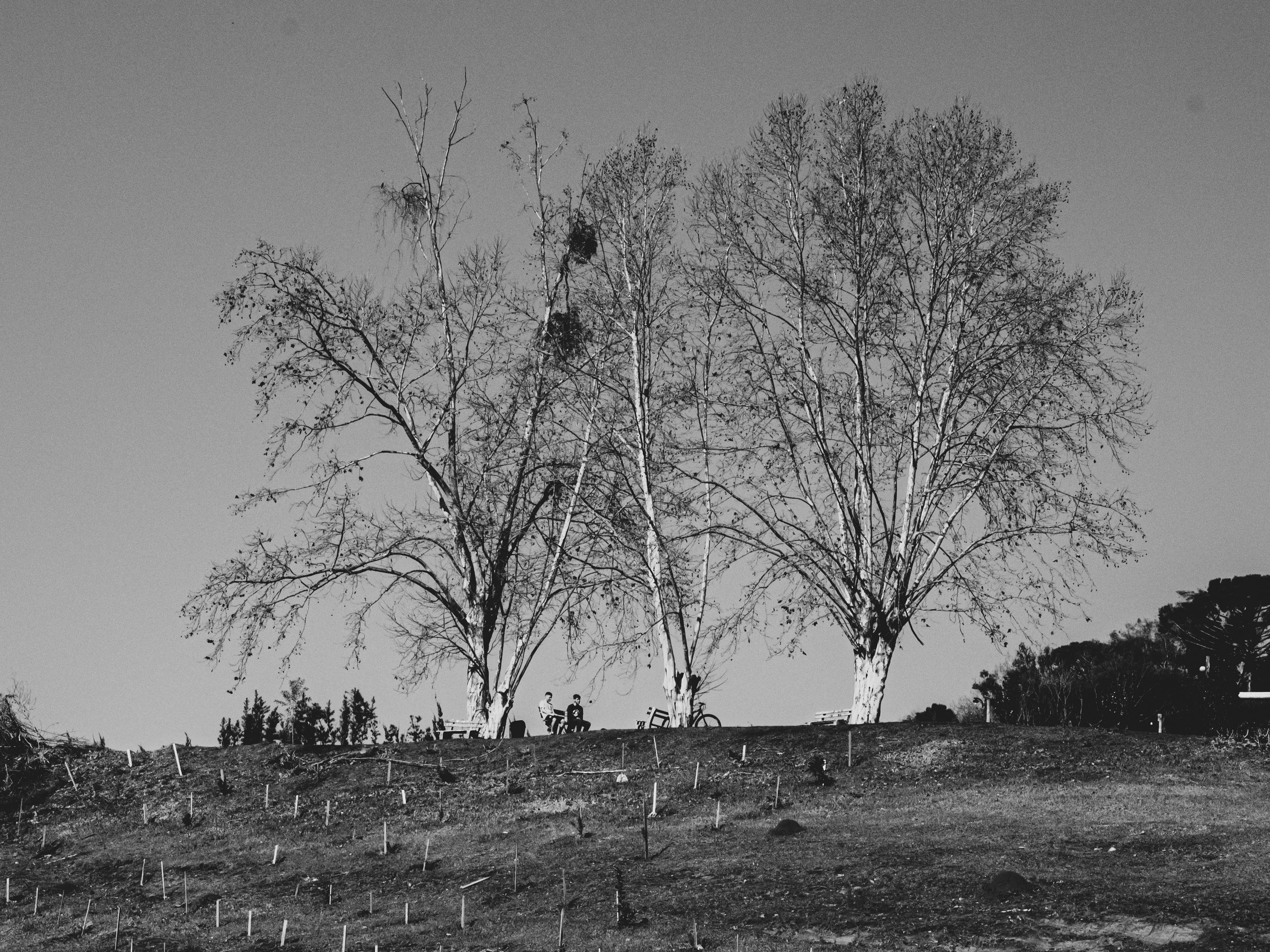 Winter Silhouettes on a Silent Hill