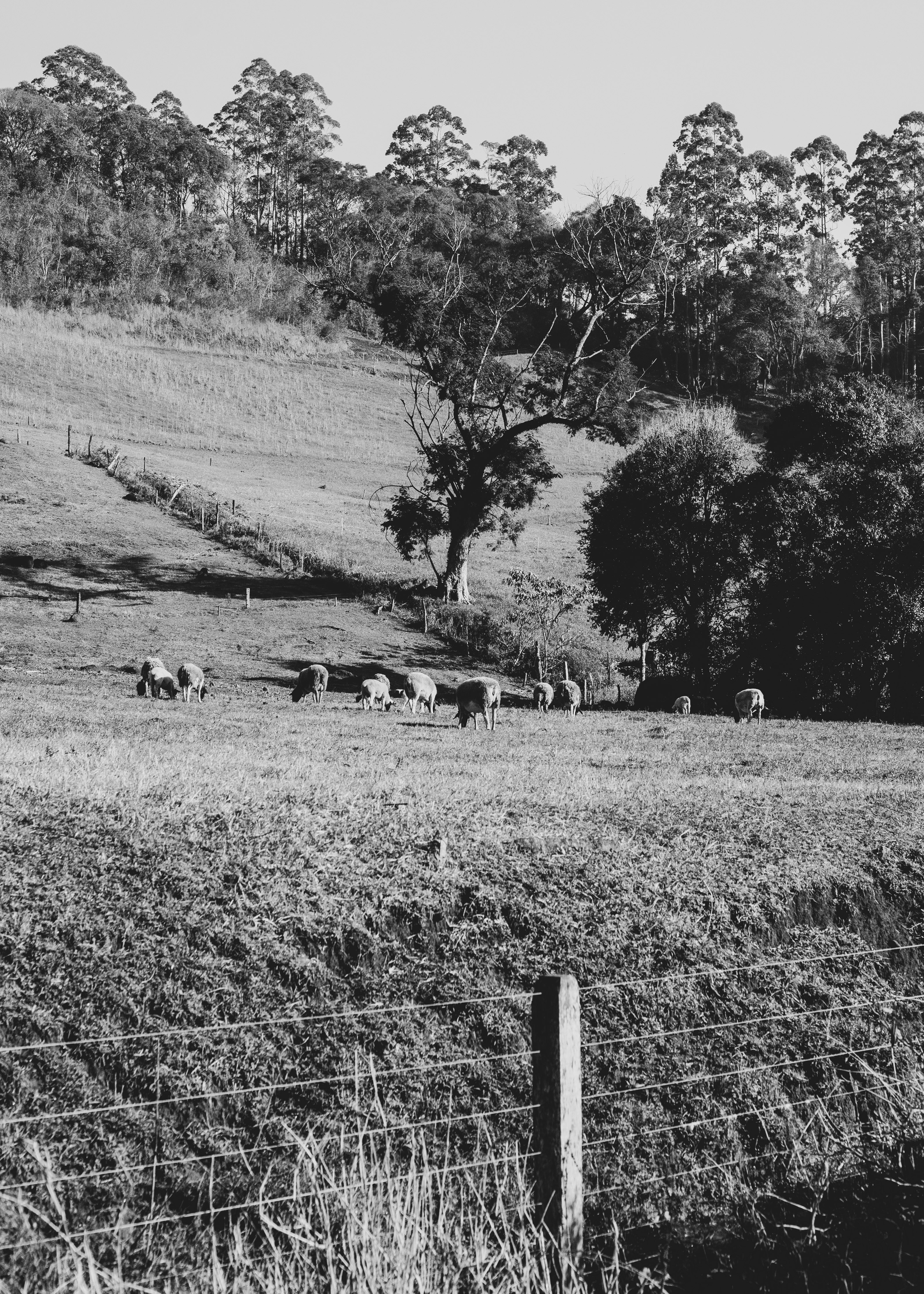 Black and white landscape of a pastoral scene with grazing animals on rolling hills under a line of trees.