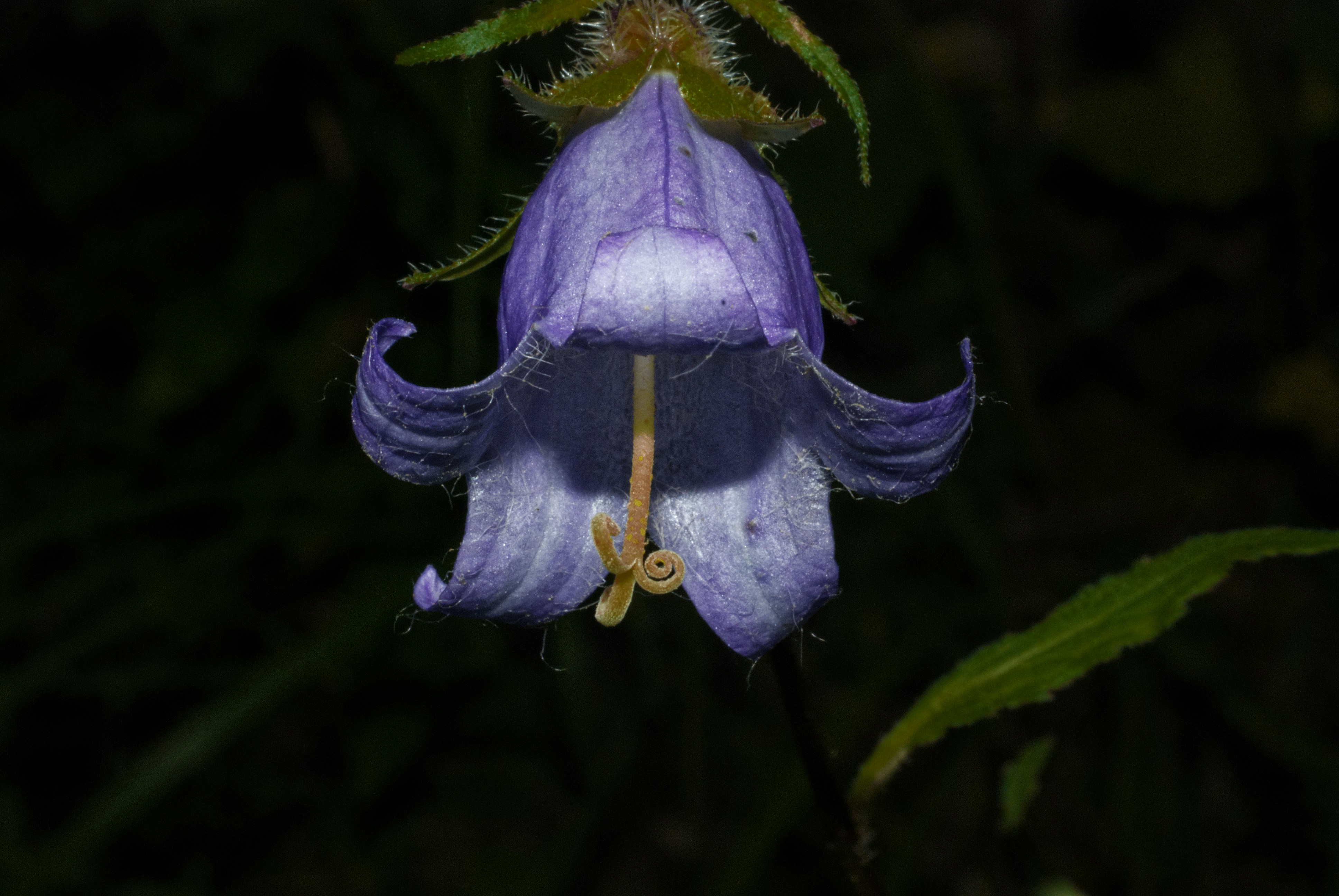 Midnight Bellflower: A Velvety Purple Bloom in Low Light