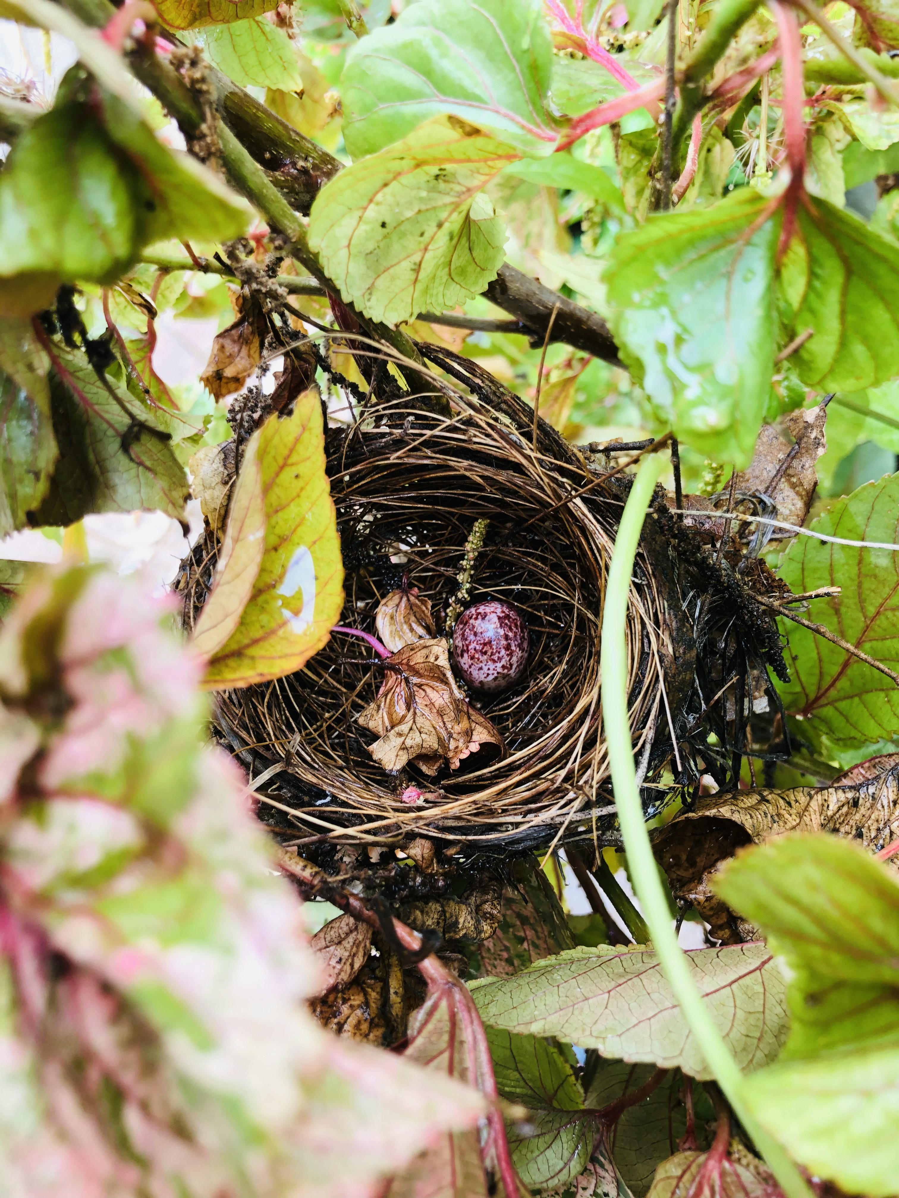 Hidden Speckled Egg in a Leaf-Woven Nest