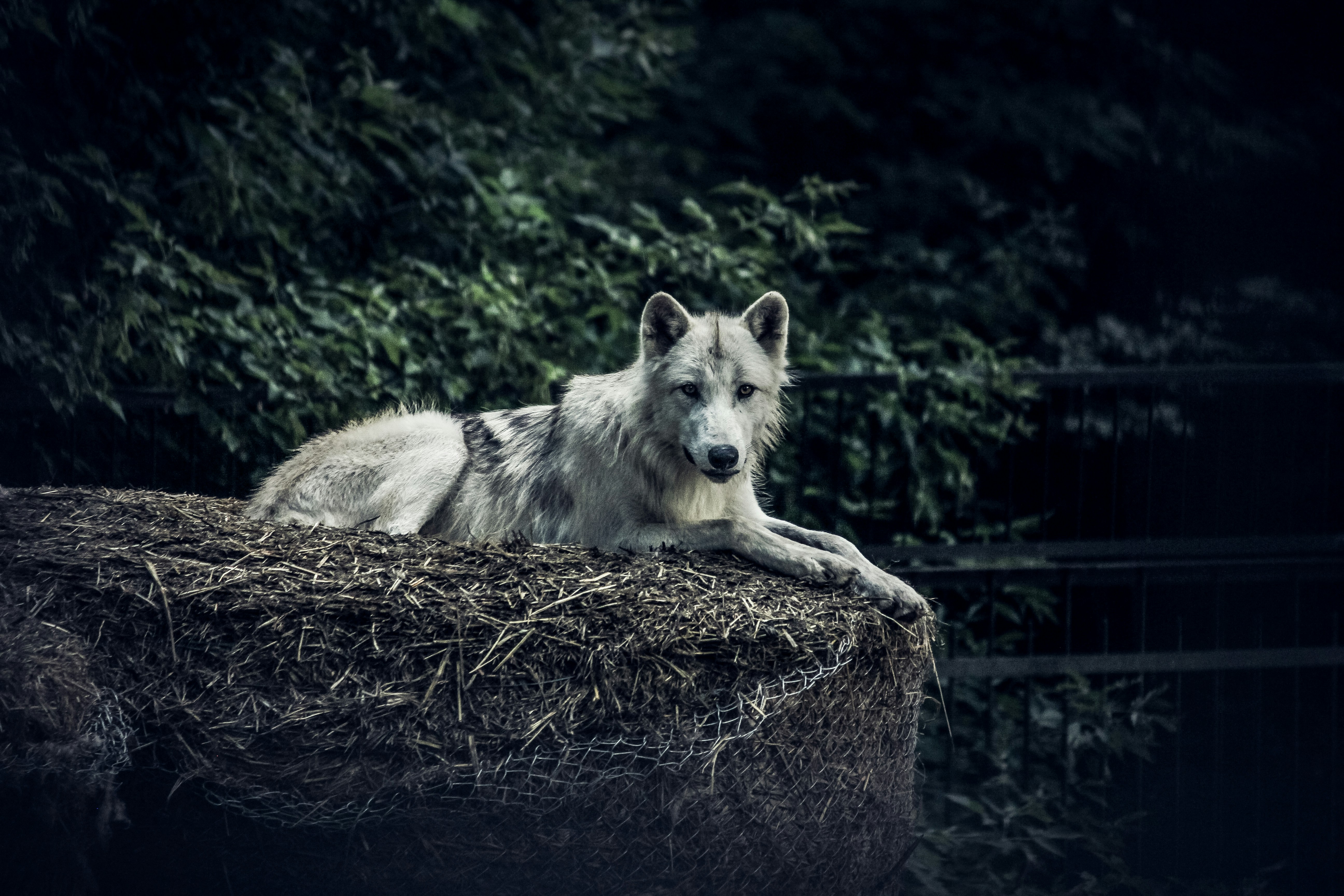 A serene white wolf reclining on a haystack, surrounded by lush greenery, exuding an air of tranquility.