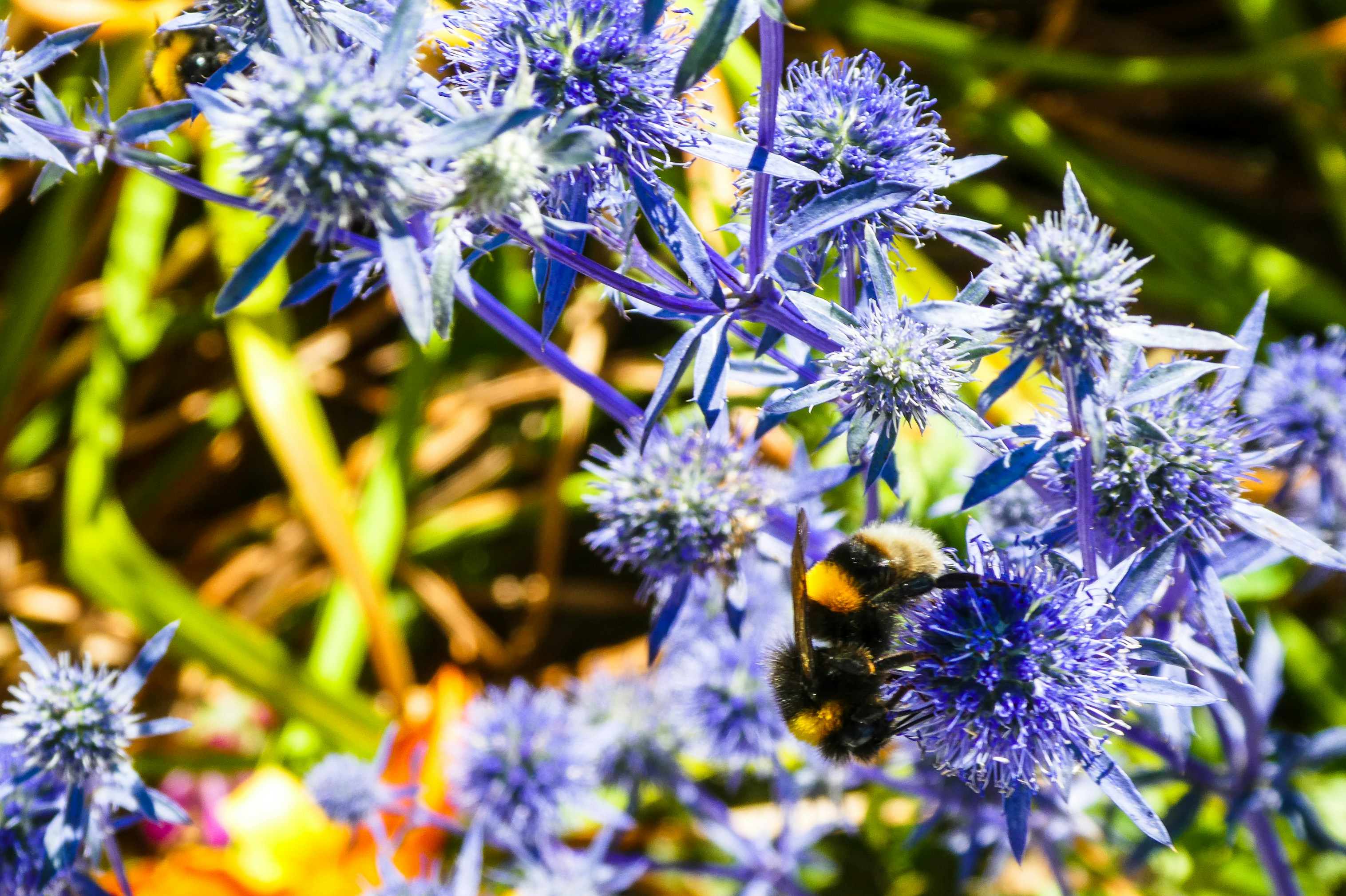 Bumblebee in Indigo Spikes: A Burst of Floral Color