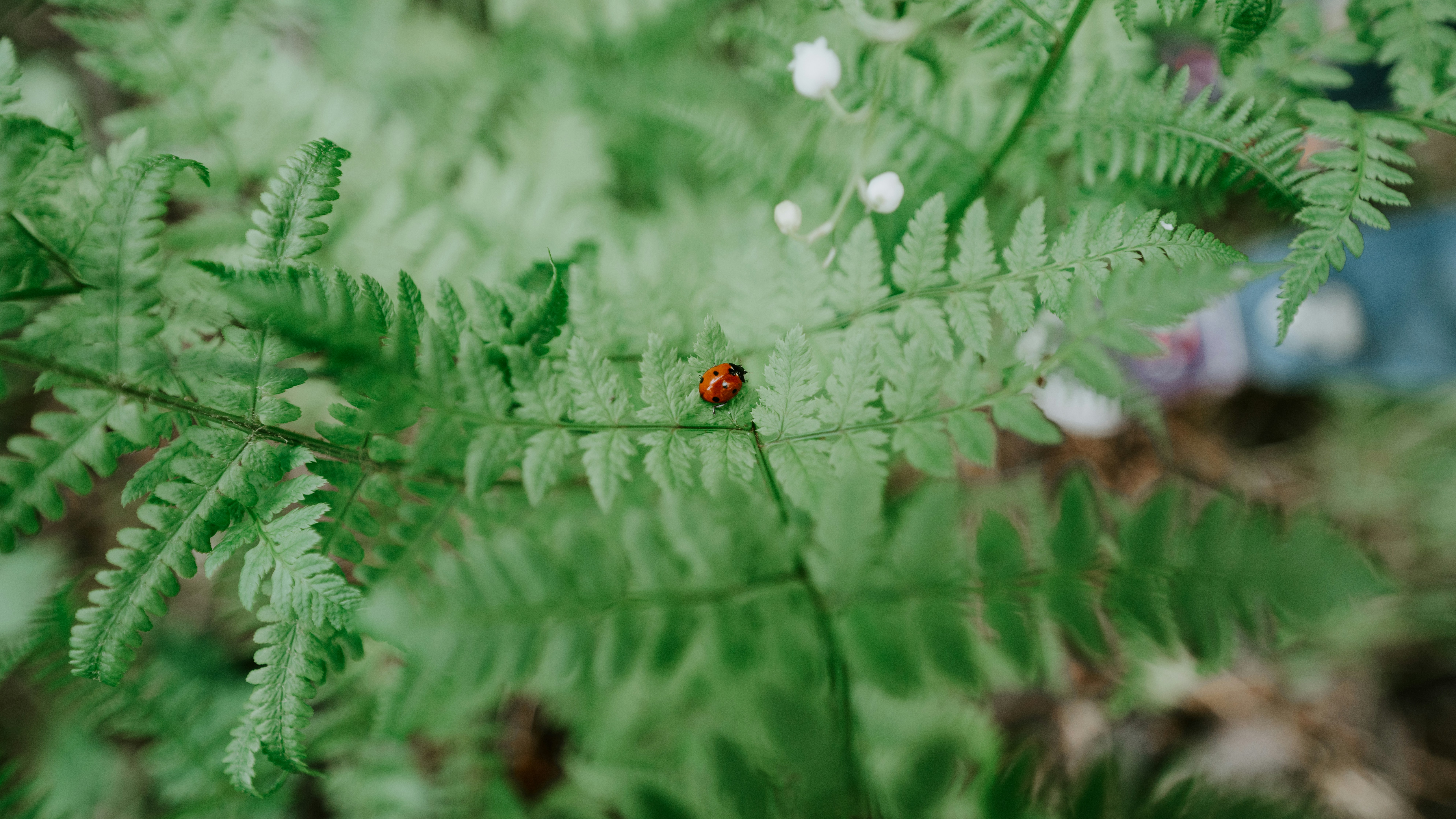 Red ladybug on green leaf in close up photography during daytime photo ...