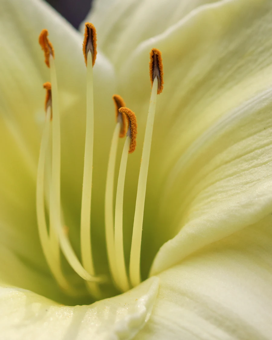 Close-up of a pale yellow lily center with slender stamens and orange-brown anthers against soft, creamy petals.