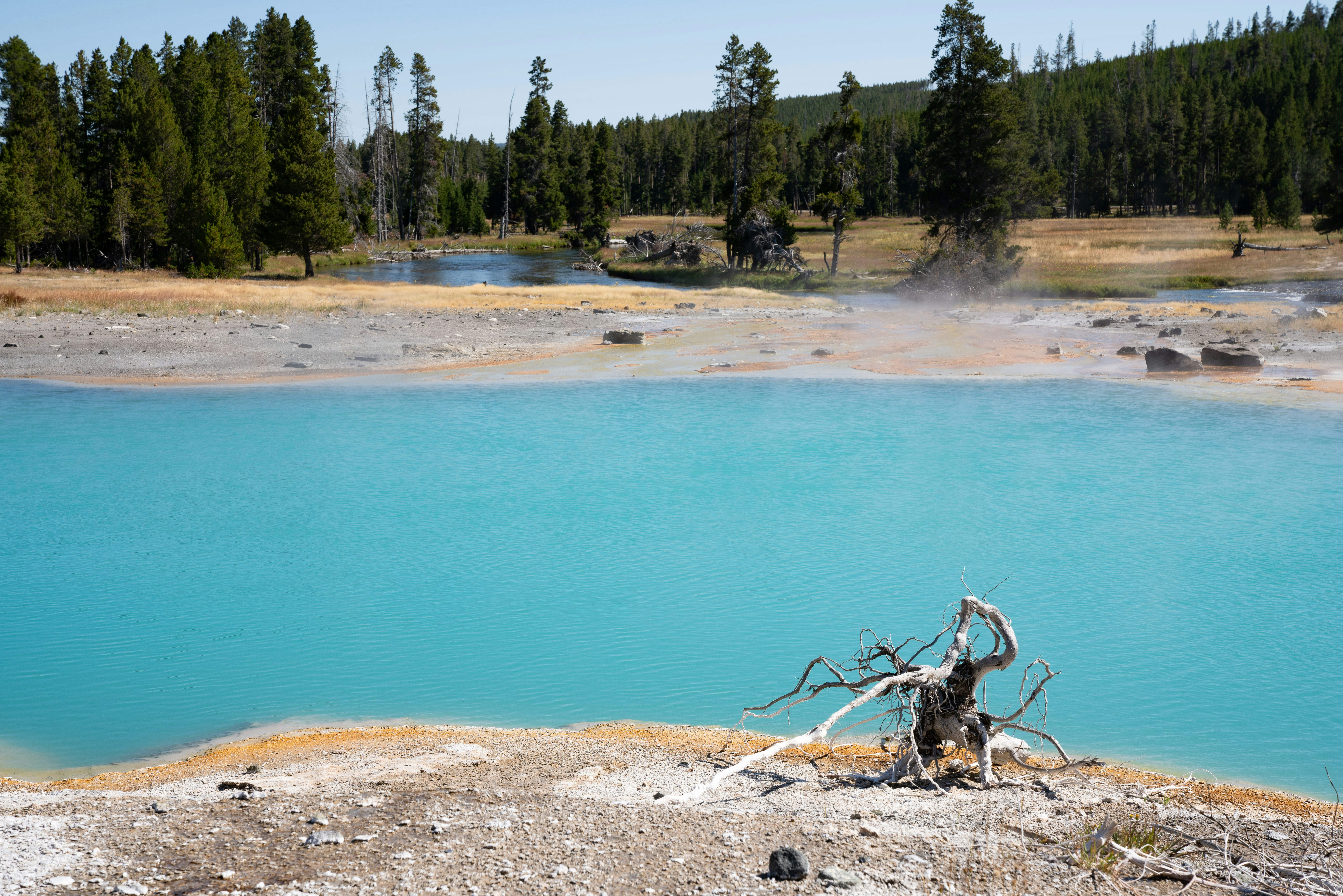 Turquoise Thermal Mirror: A Desert Pool Framed by Pines and Driftwood