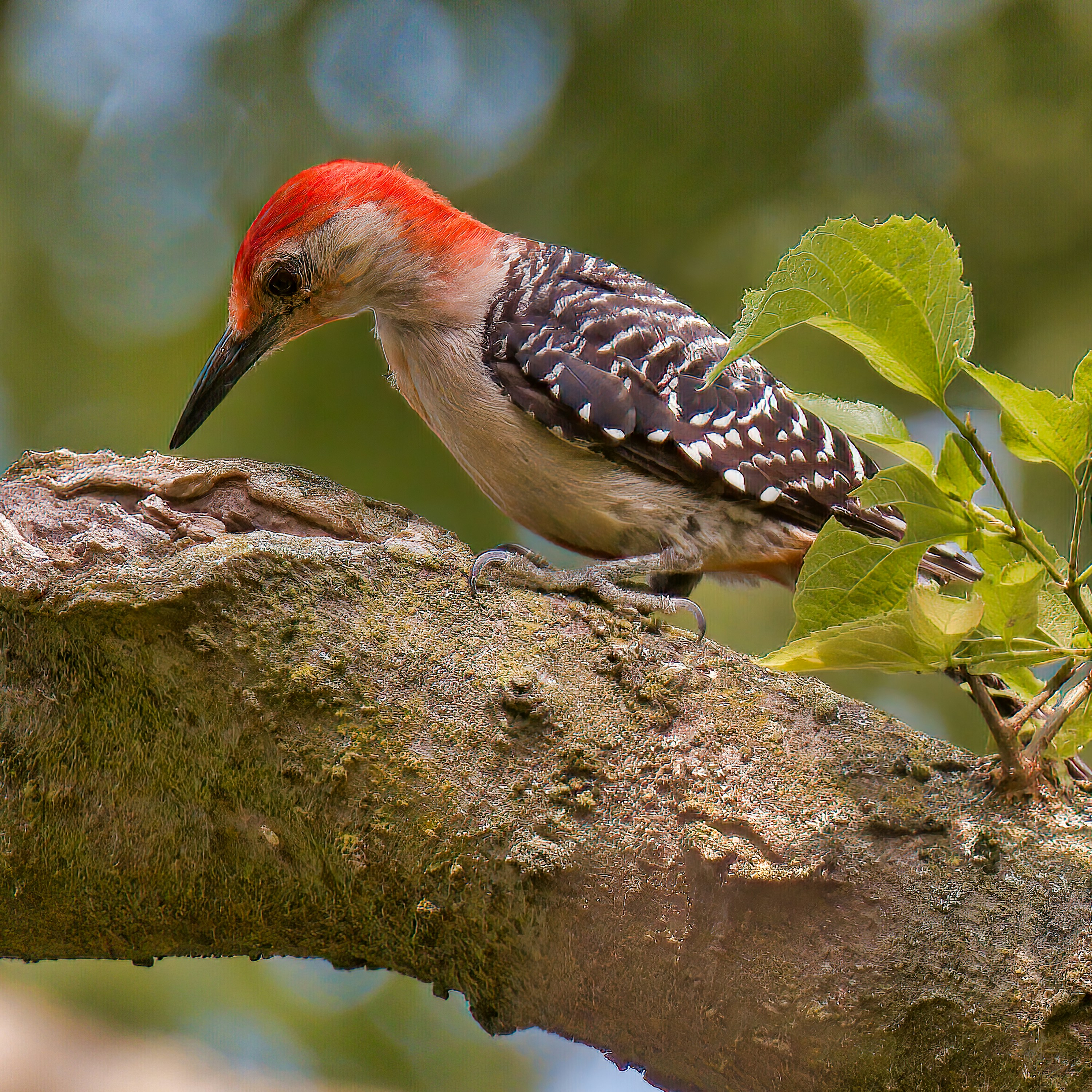 Red-bellied woodpecker on tree bough.