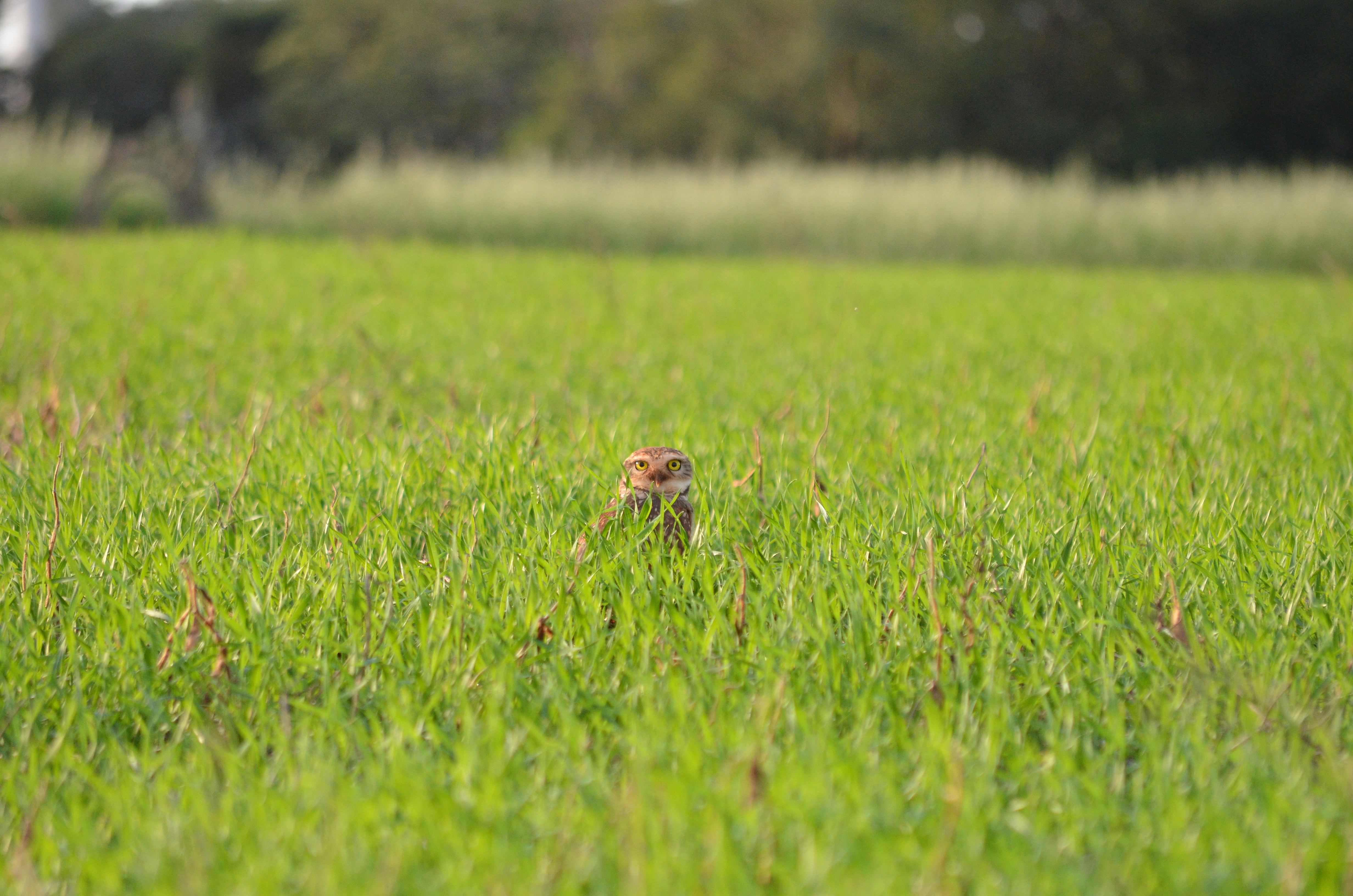 A bird peering through a lush green rice field, blending seamlessly with its surroundings. The scene captures the essence of nature's camouflage.