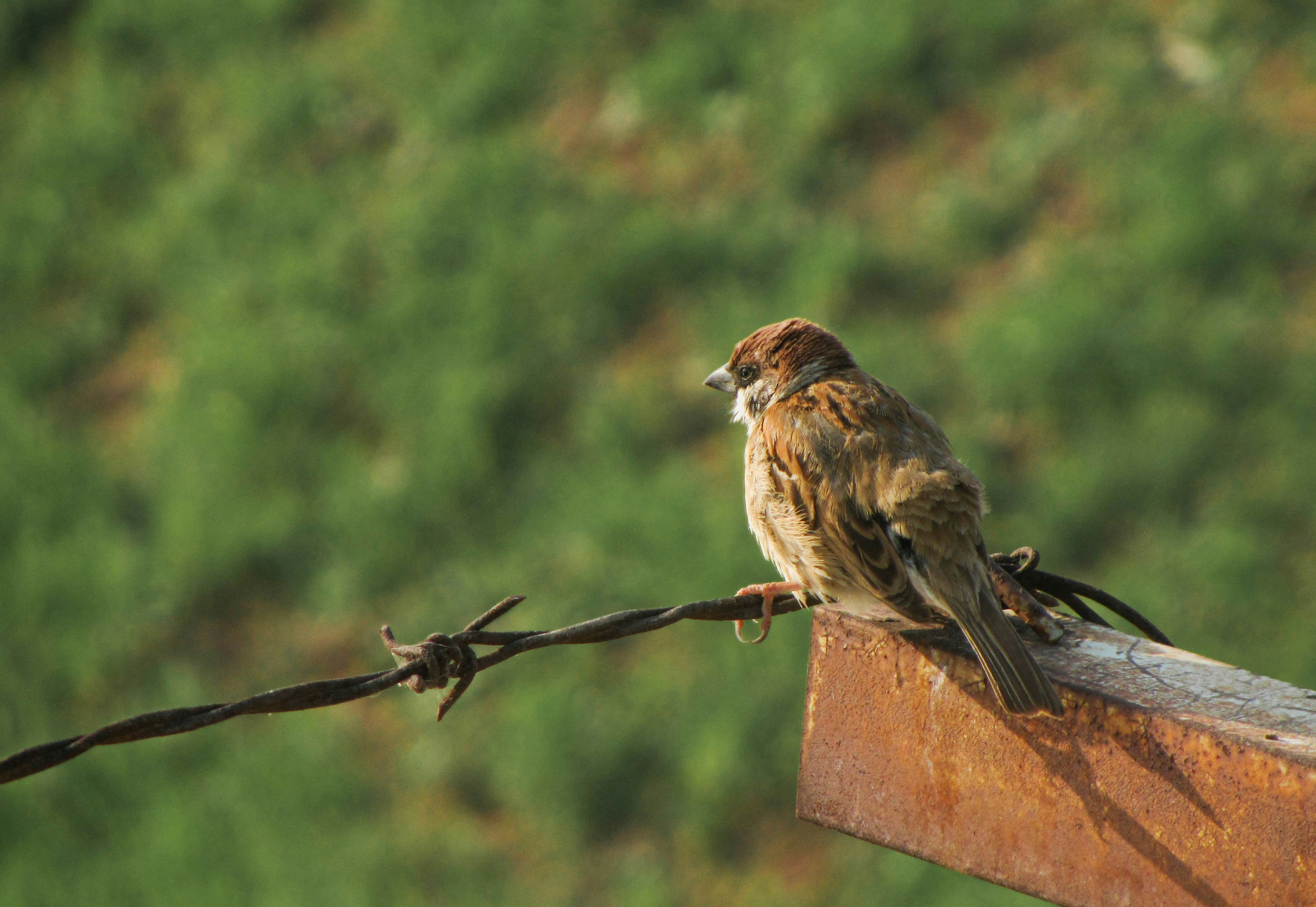 Rusty Perch: A Sparrow Guarding a Barbed Barrier