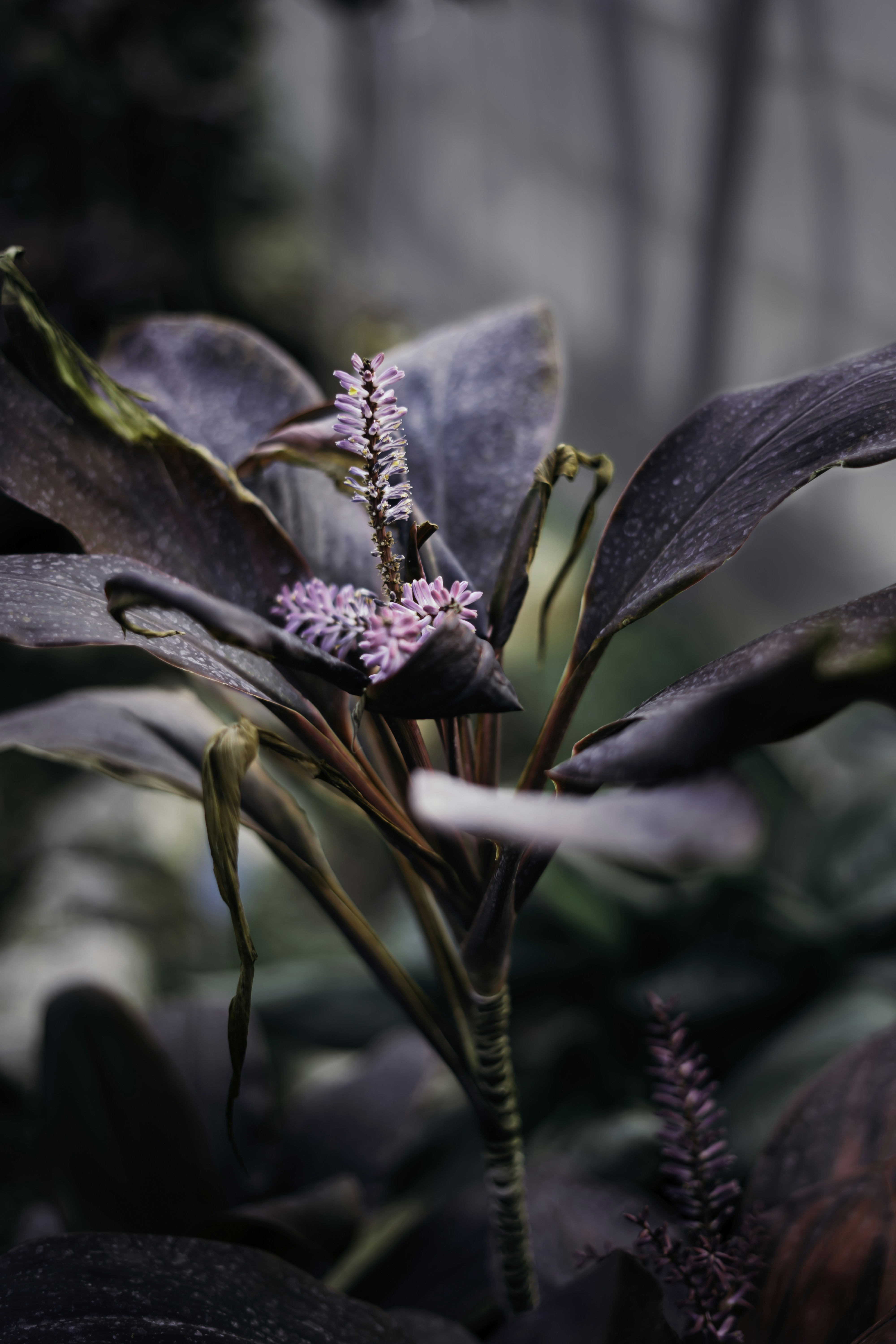 Midnight Bloom: A Close-Up of Violet Cataphylls and Soft Spire