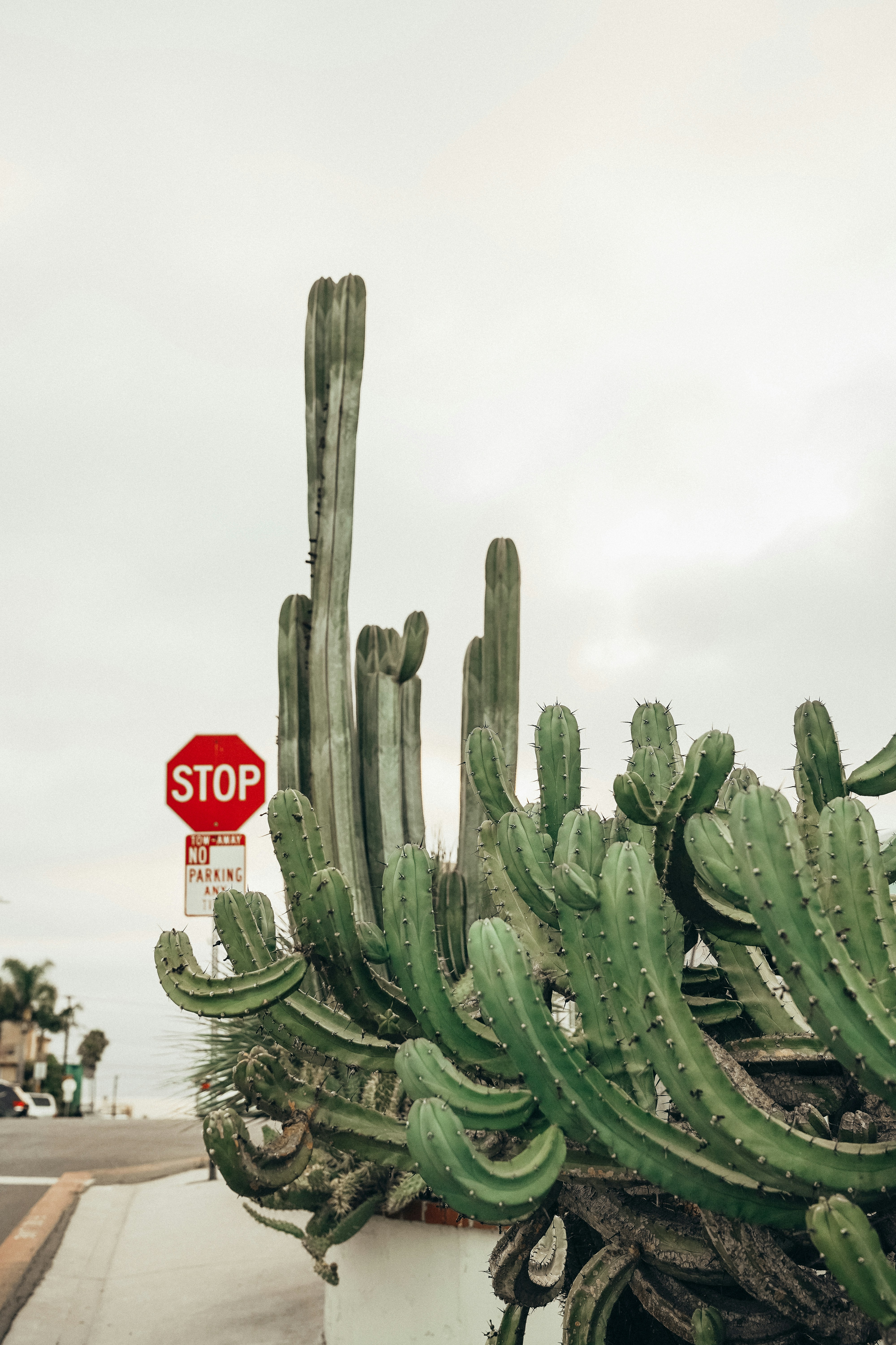 A vibrant cactus thrives beside a 'Stop' sign on a city street, blending nature with urban life. The contrasting elements create a unique visual narrative.