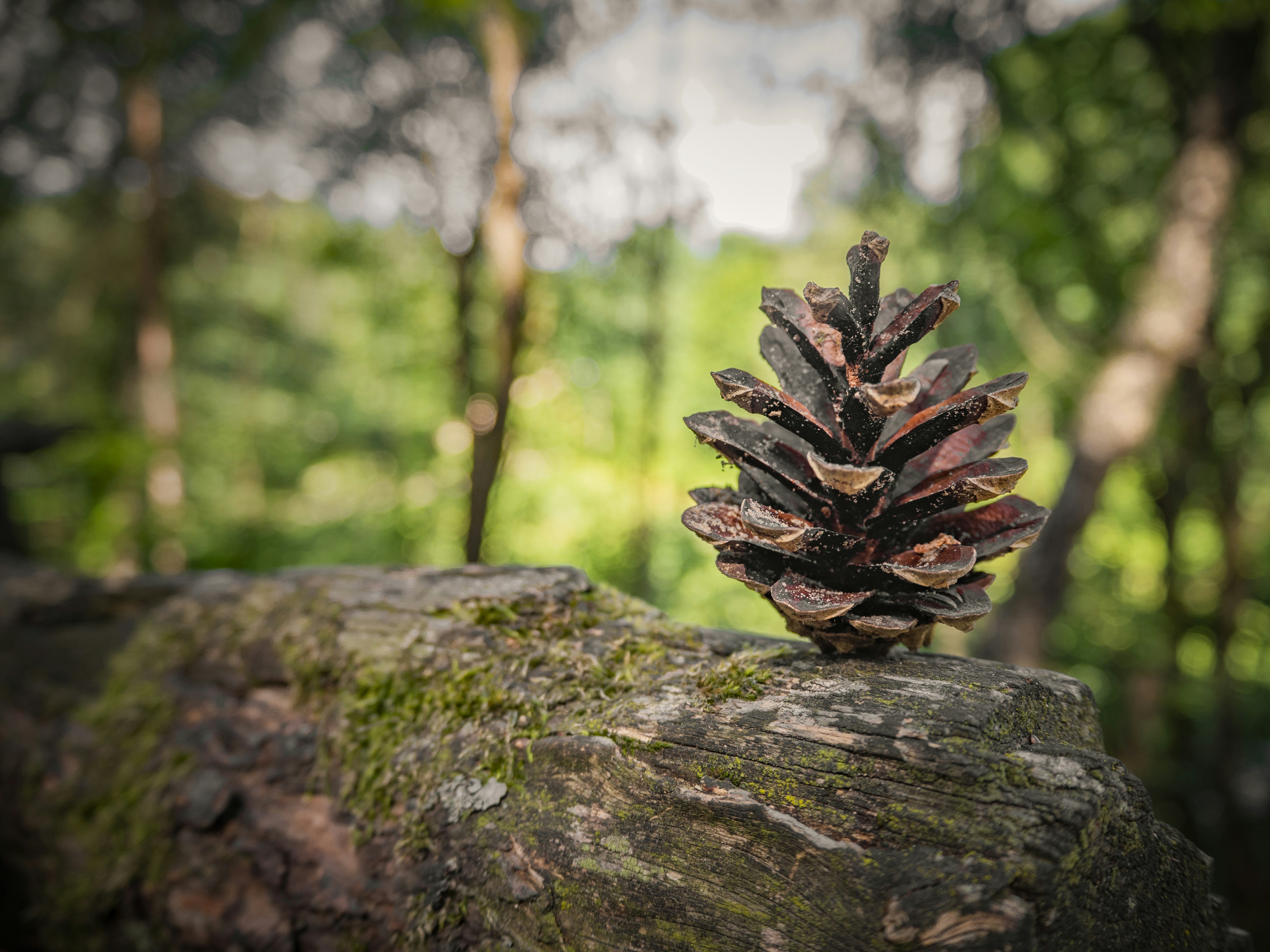Pine cone resting on a moss-covered log in a sunlit forest.