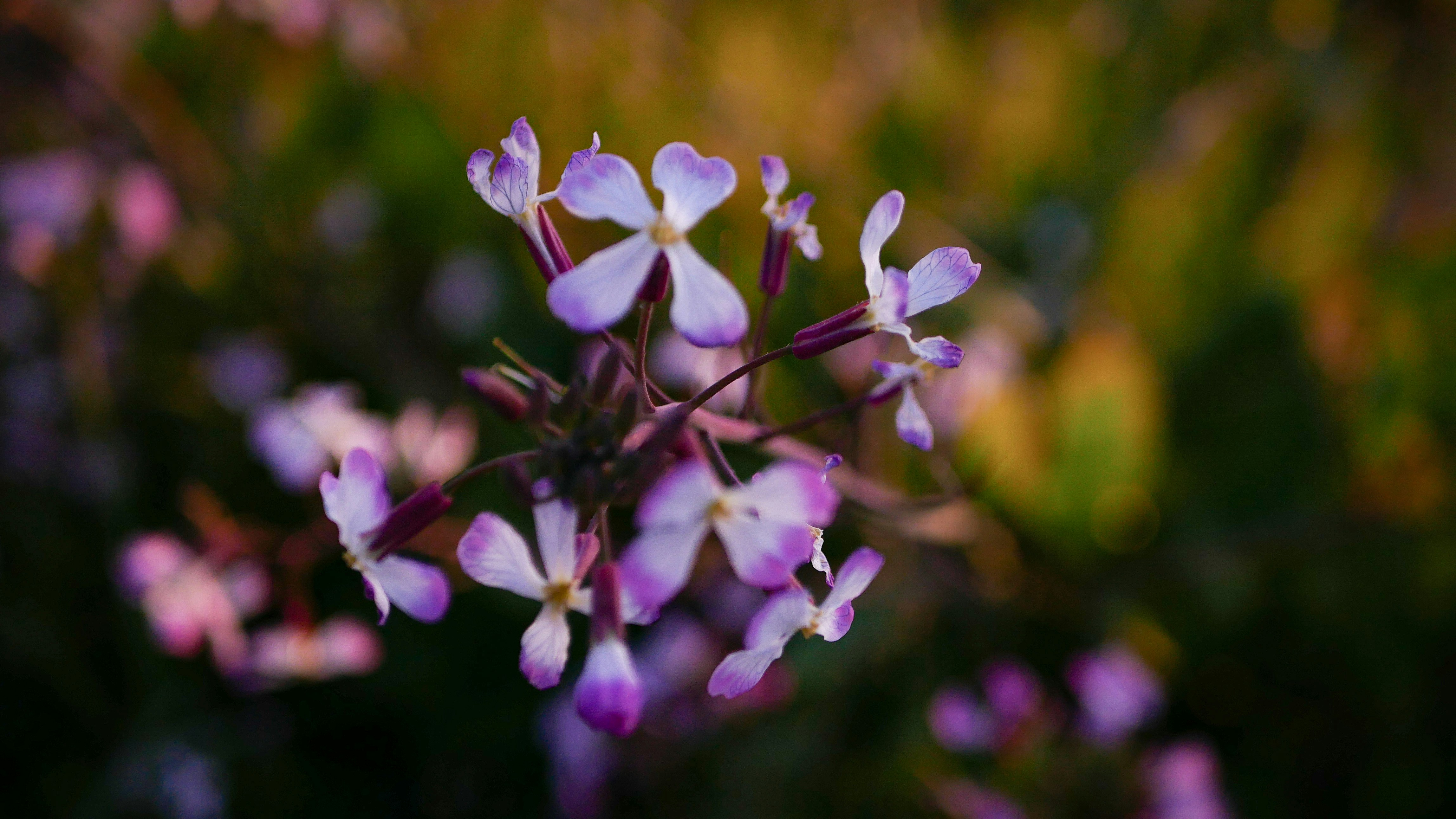 Delicate clusters of purple flowers bloom against a softly blurred green background, showcasing nature's intricate beauty.