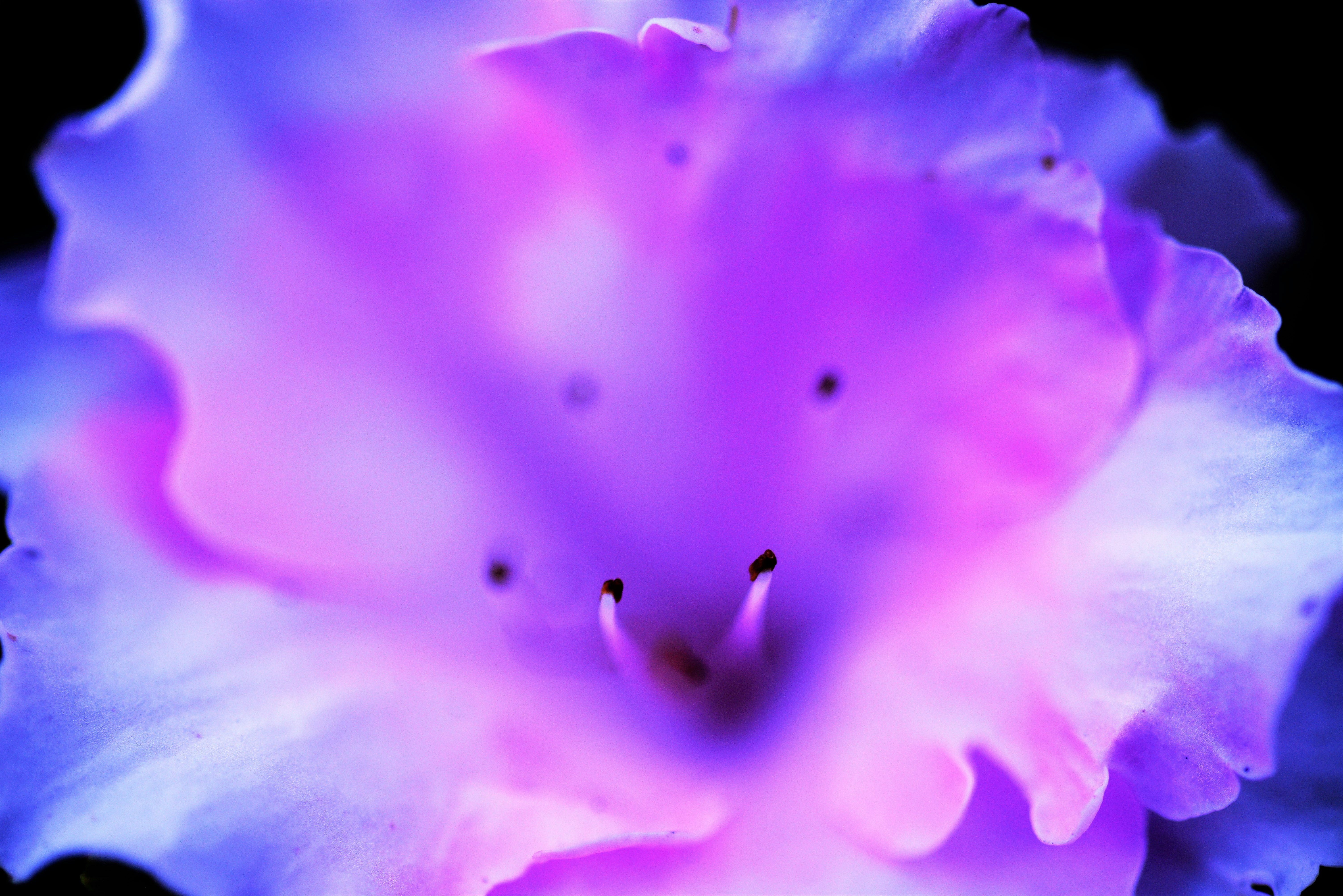 Petal Bloom in Neon Purple: A Macro Moment