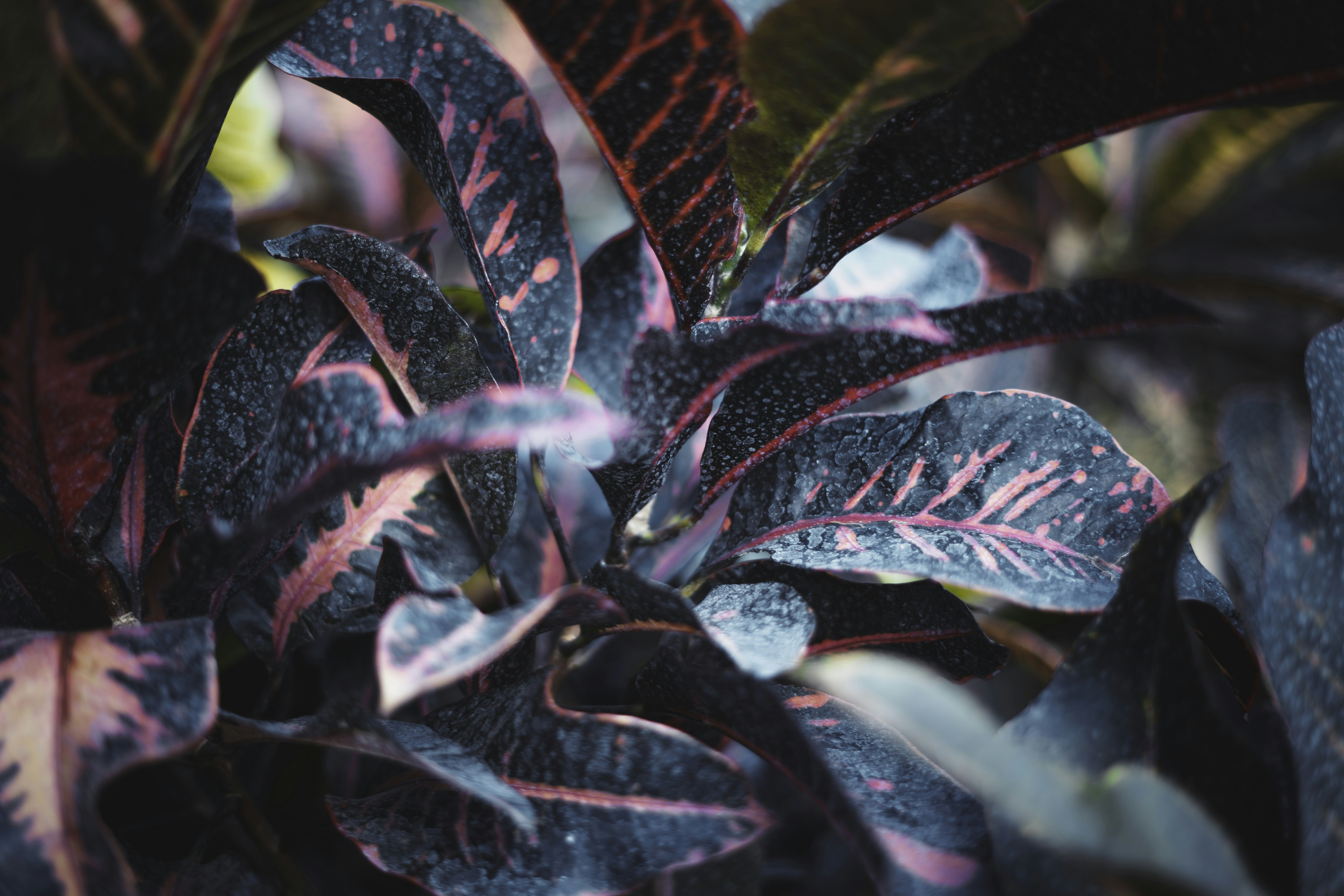 Whispers of Nature: A Tapestry of Leaves