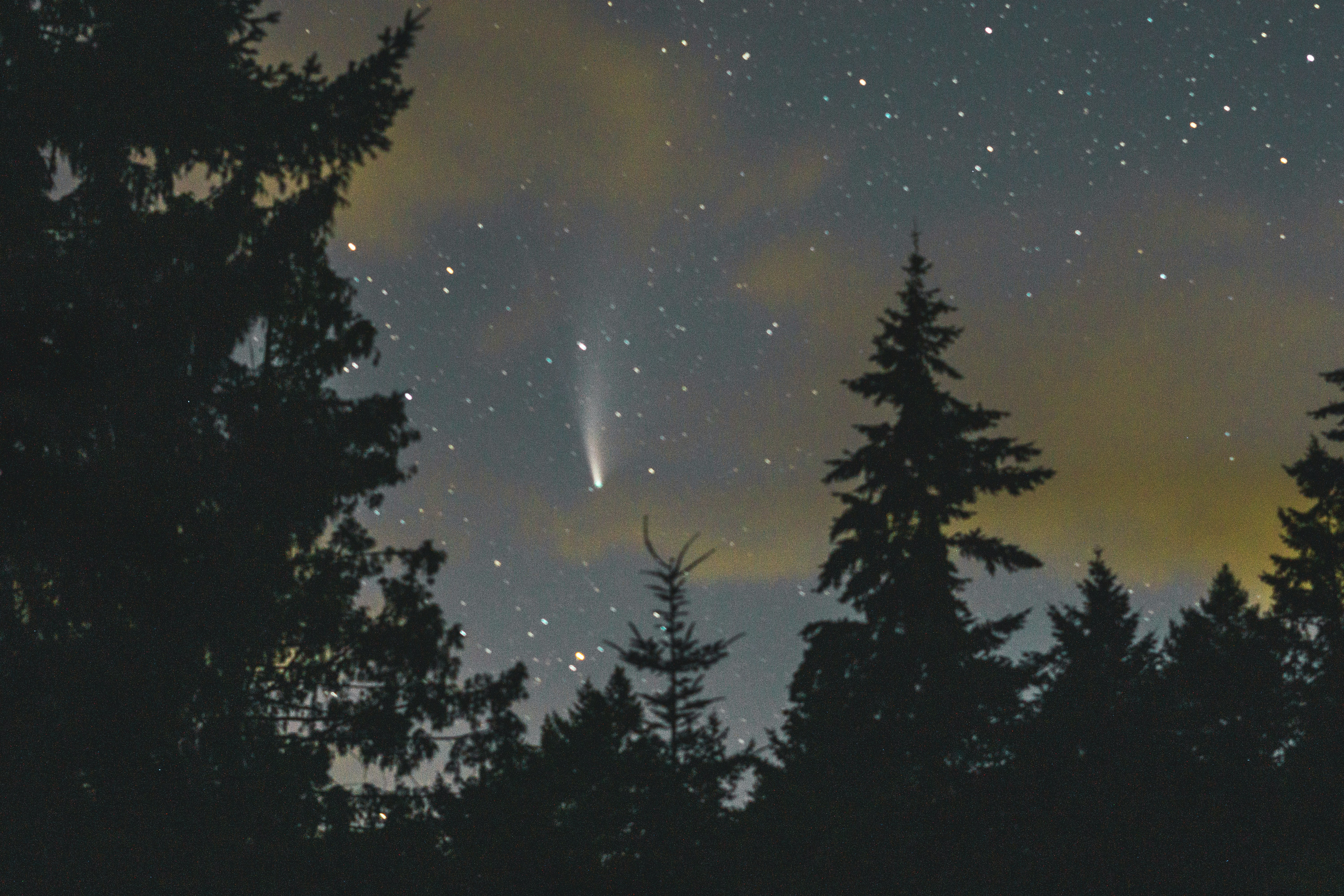 Comet Over Silent Pines: A Night-Sky Streak Through the Stars