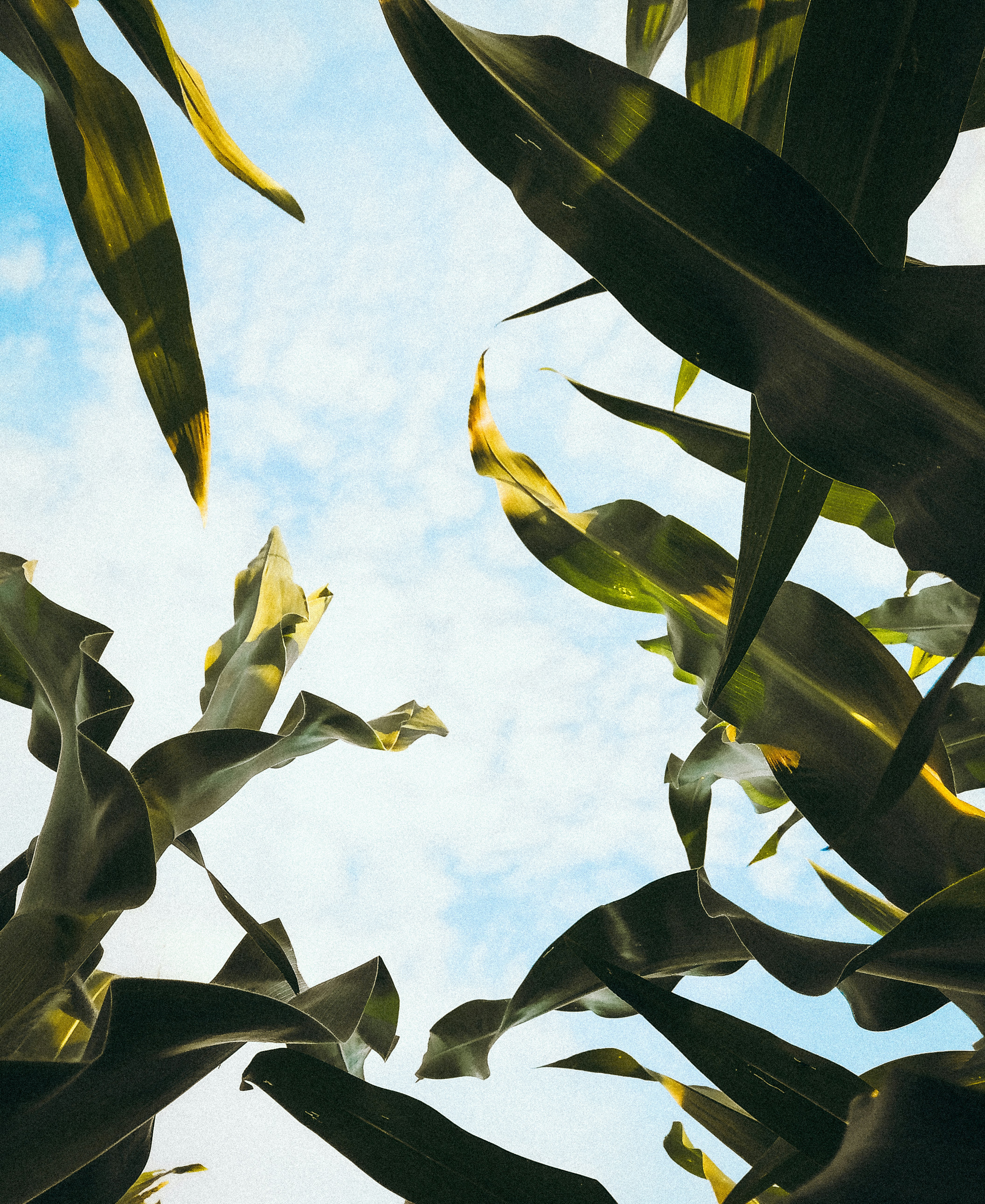 Verdant Arches Framing a Bright Sky: Low-Angle View Through Corn Leaves