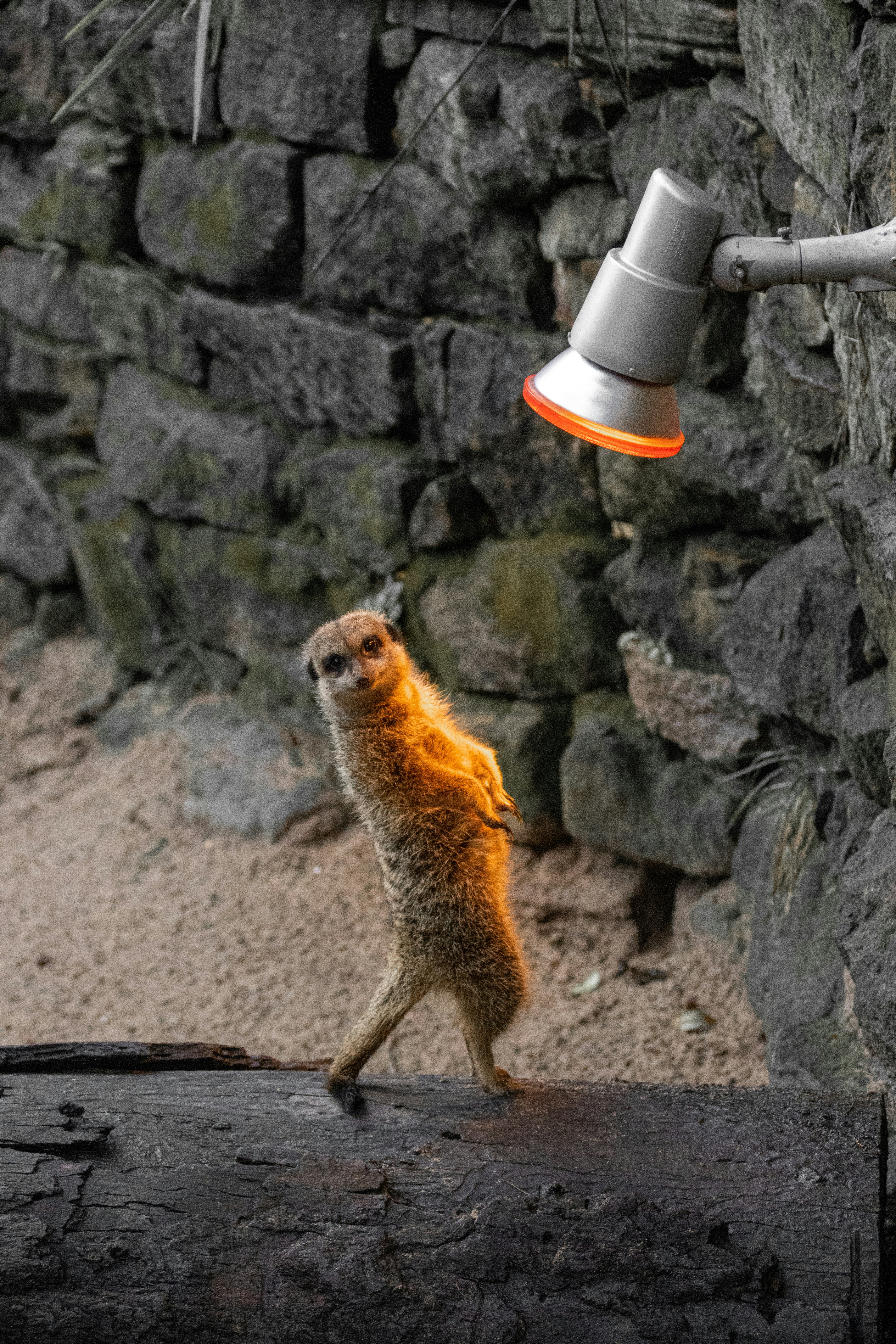 Curious Meerkat Stands Beneath a Garden Sprinkler by the Stone Wall