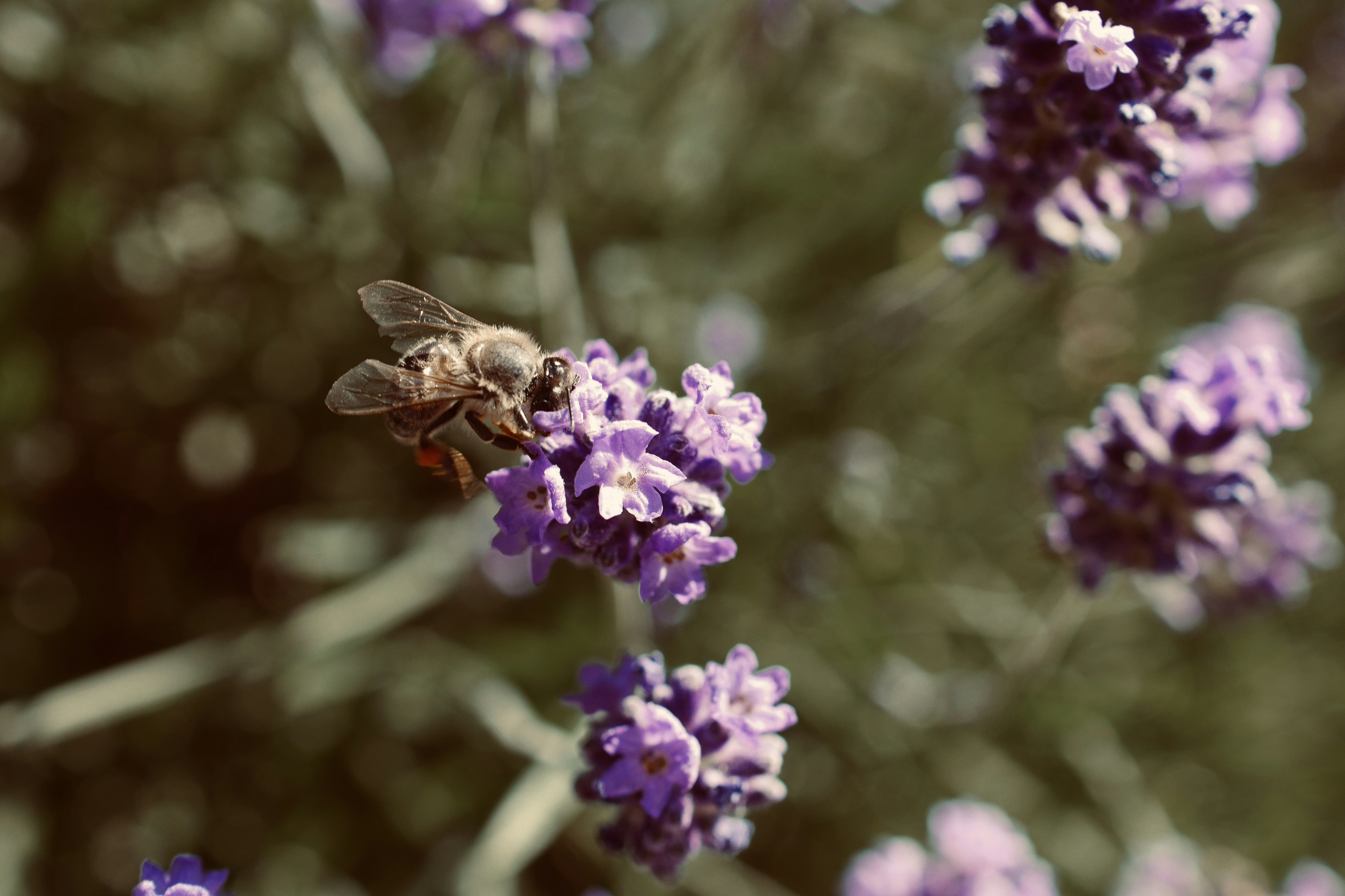 Close-up photograph of a bee on lavender blossoms with shallow depth of field.