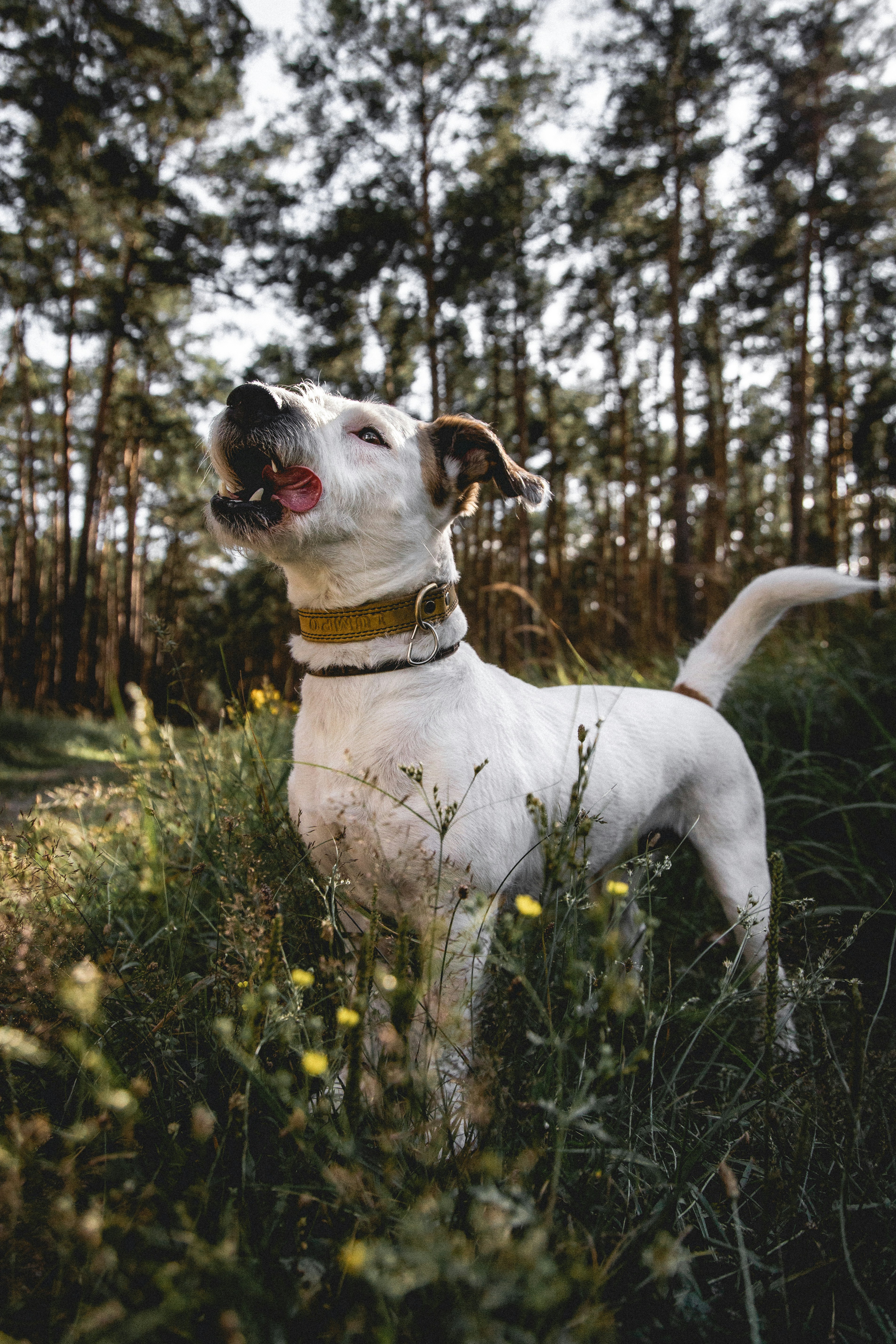 A lively dog stands amidst tall grass, joyfully expressing its excitement in a sunlit forest setting.