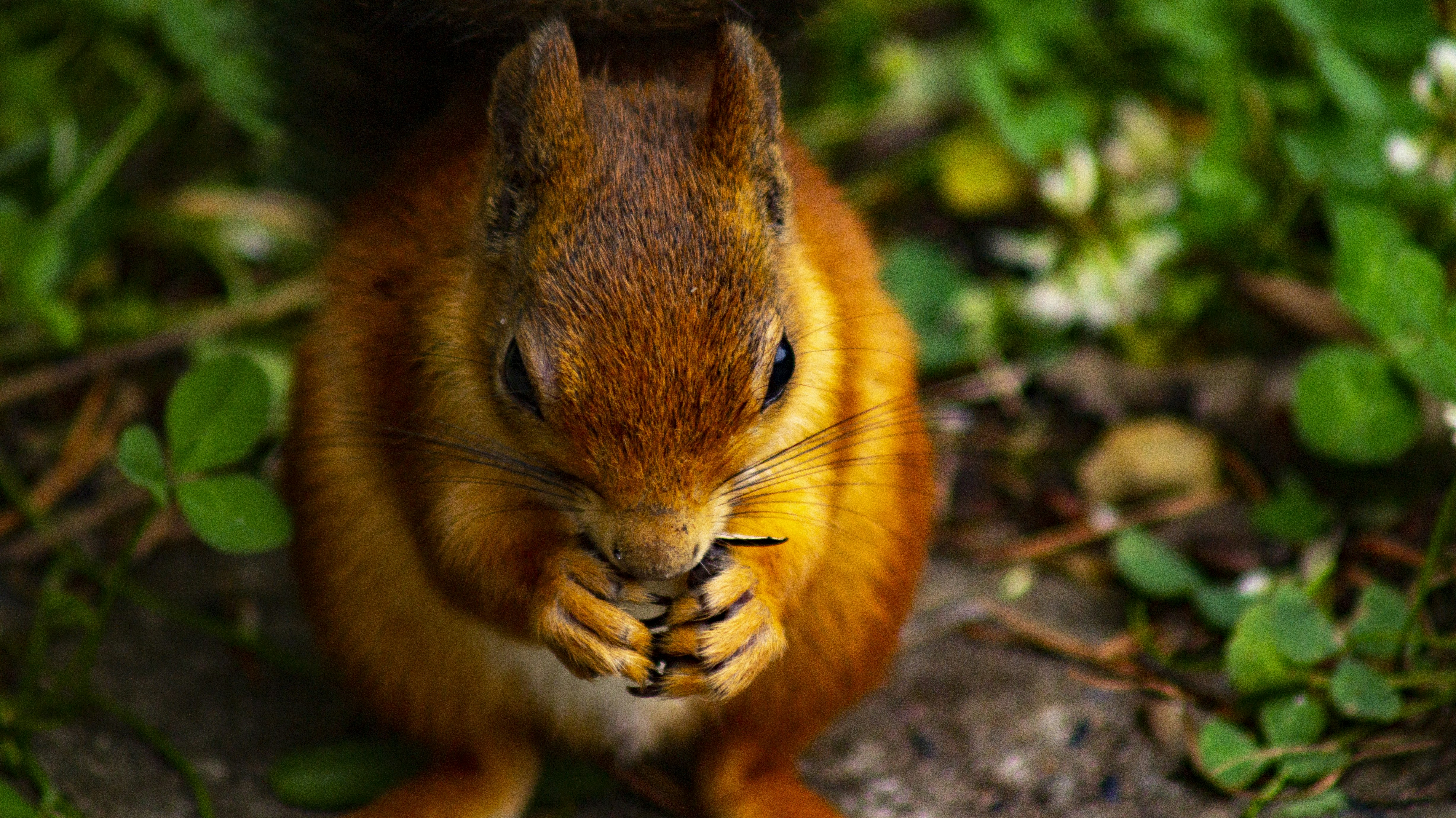 A close-up of a squirrel holding a twig, surrounded by lush greenery and small white flowers.