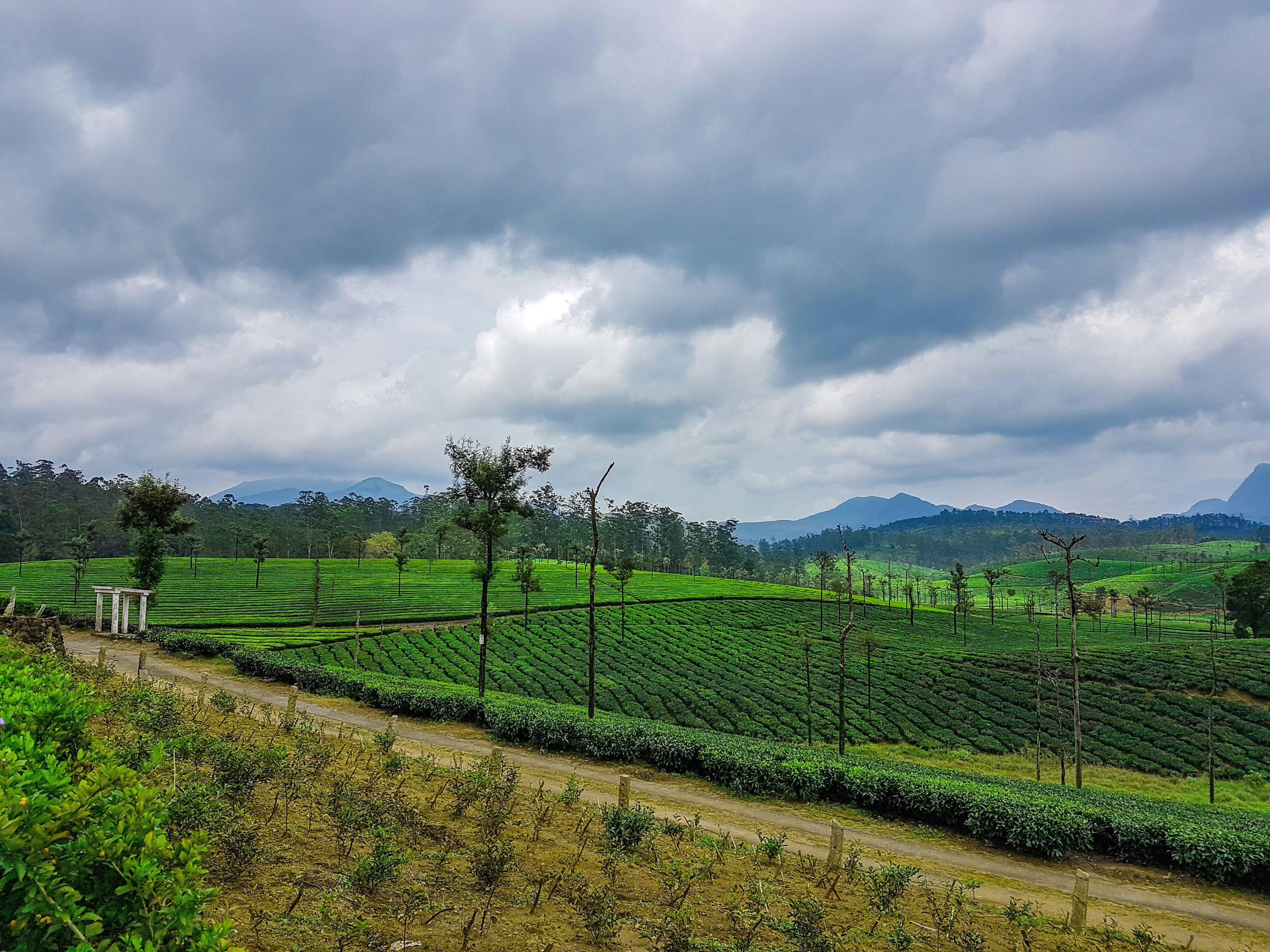 Fields in Bloom Under a Brooding Sky