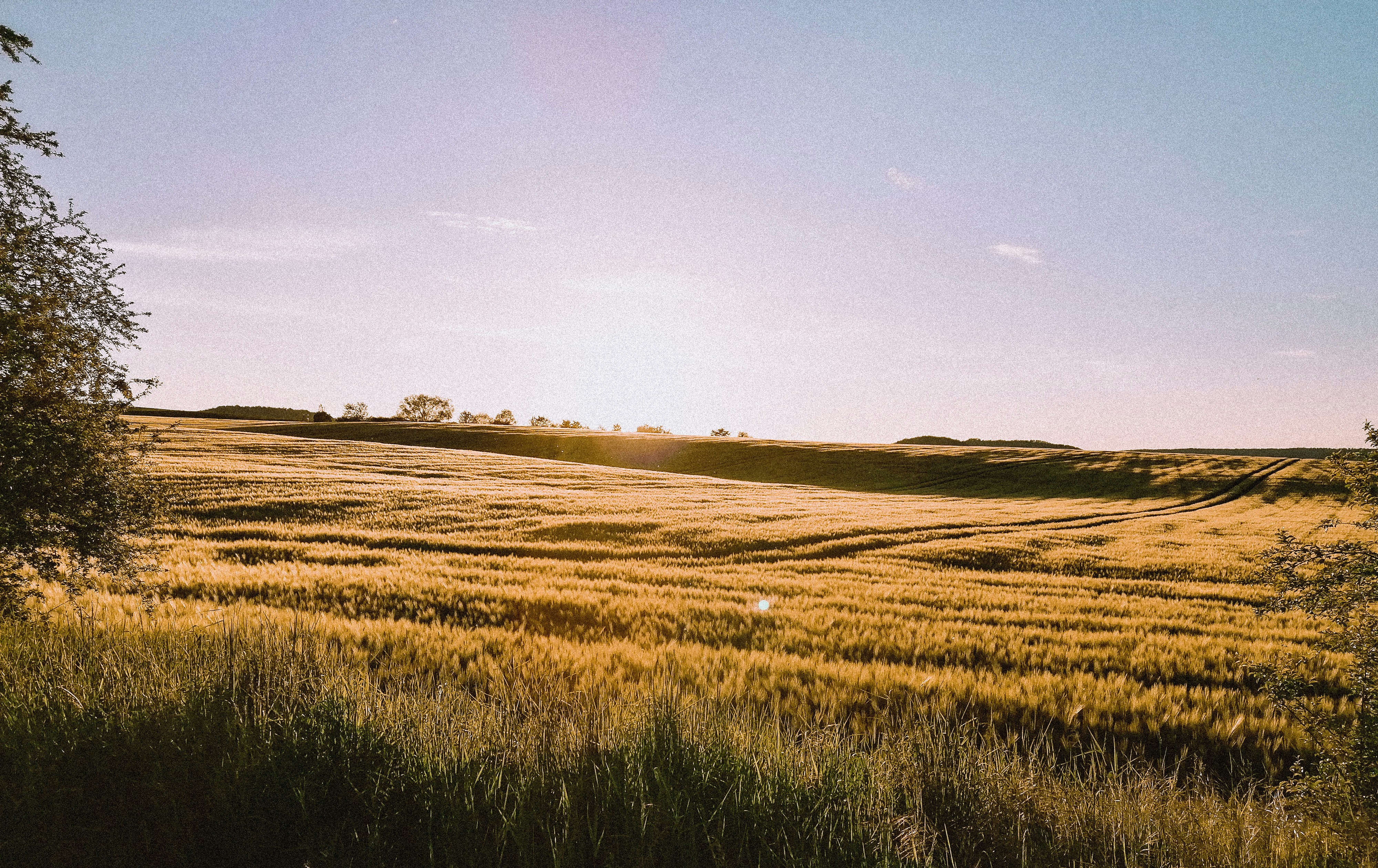 Golden wheat field under a clear blue sky, illuminated by the warm glow of the setting sun. The landscape stretches into the horizon.