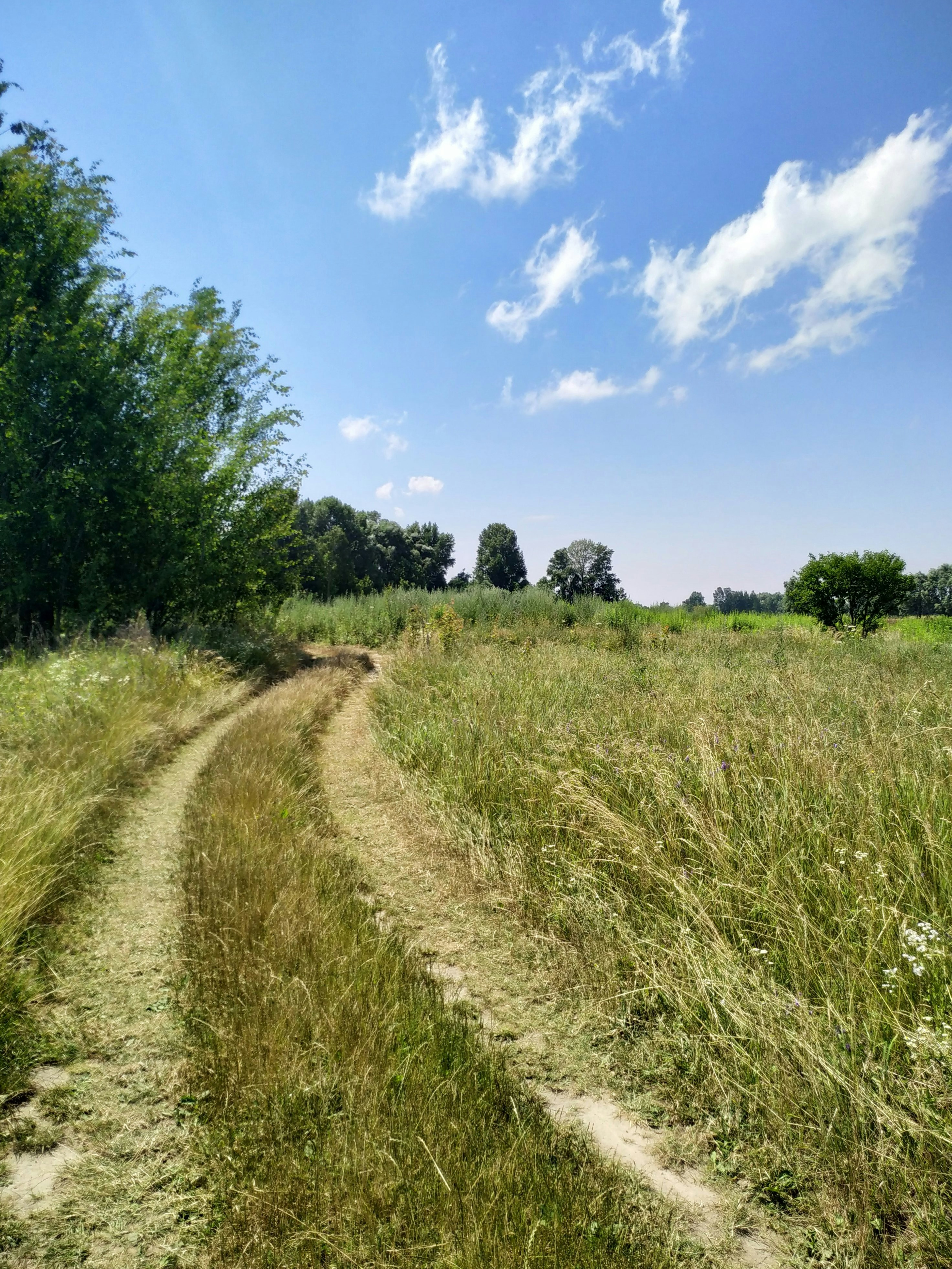 A dirt path winds through a sunlit meadow with tall grasses. Trees line the left edge as a clear blue sky and scattered clouds stretch across the horizon.