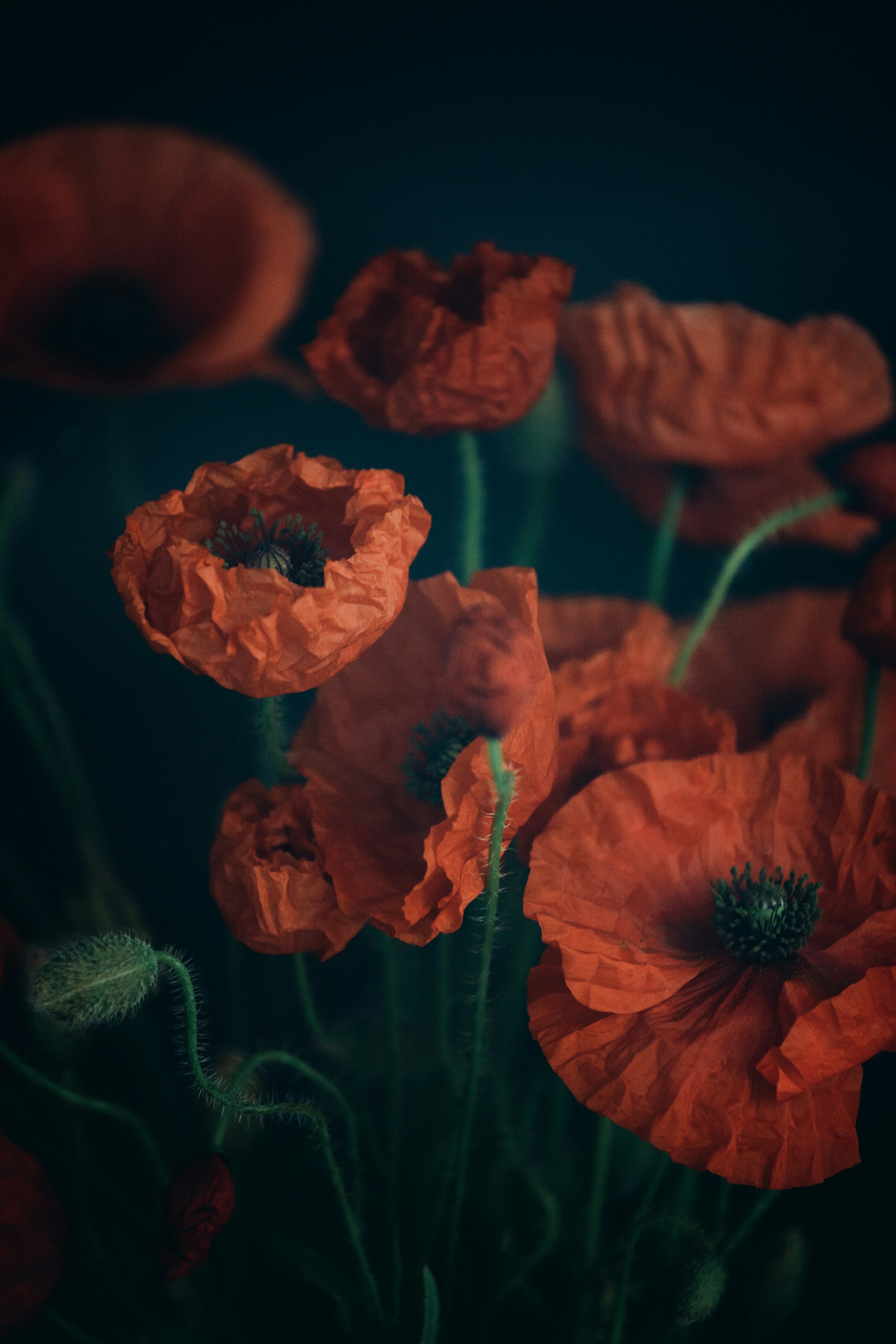 Red poppies on dark background
