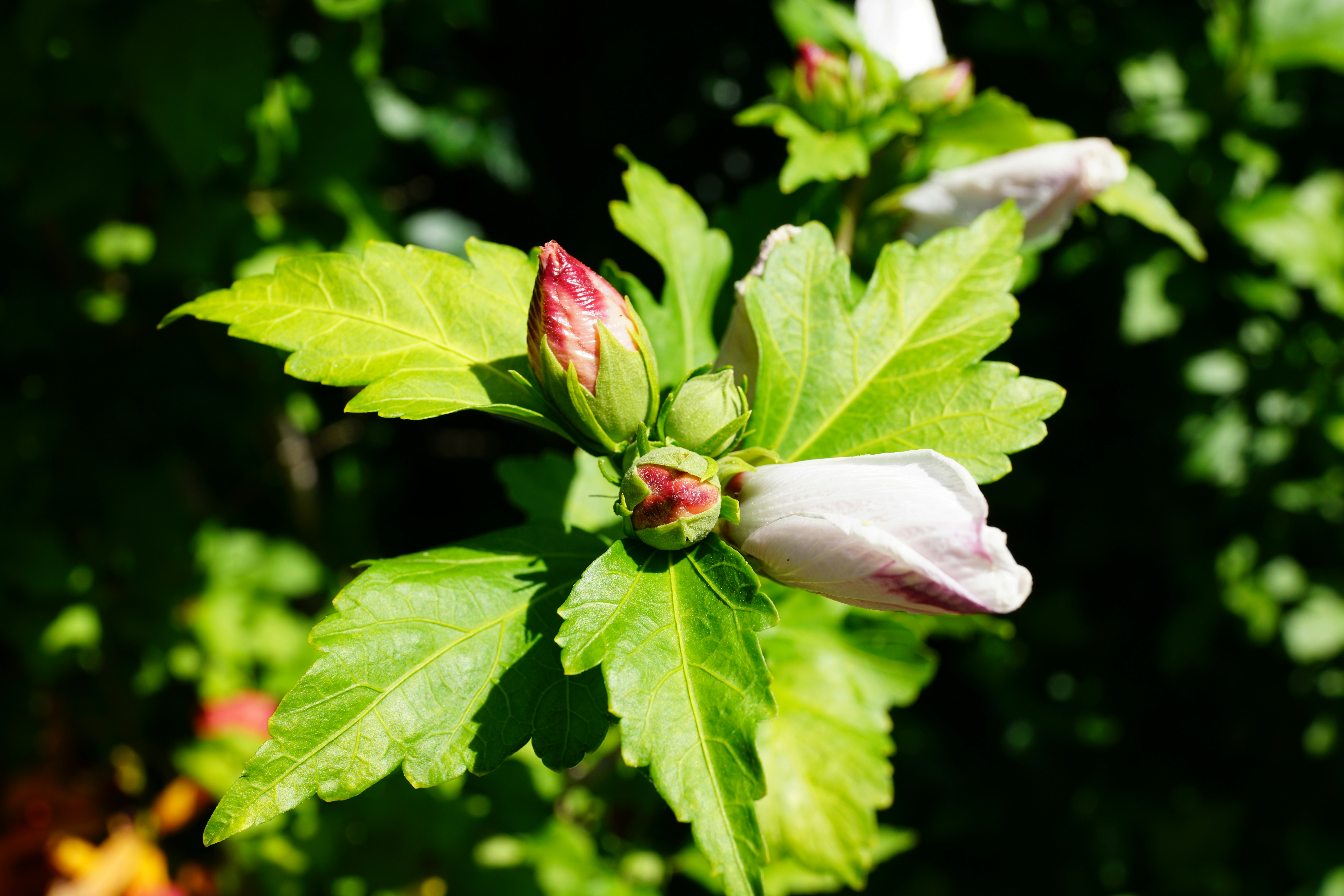 Tender white and pink buds surrounded by vibrant green leaves in bright sunlight.
