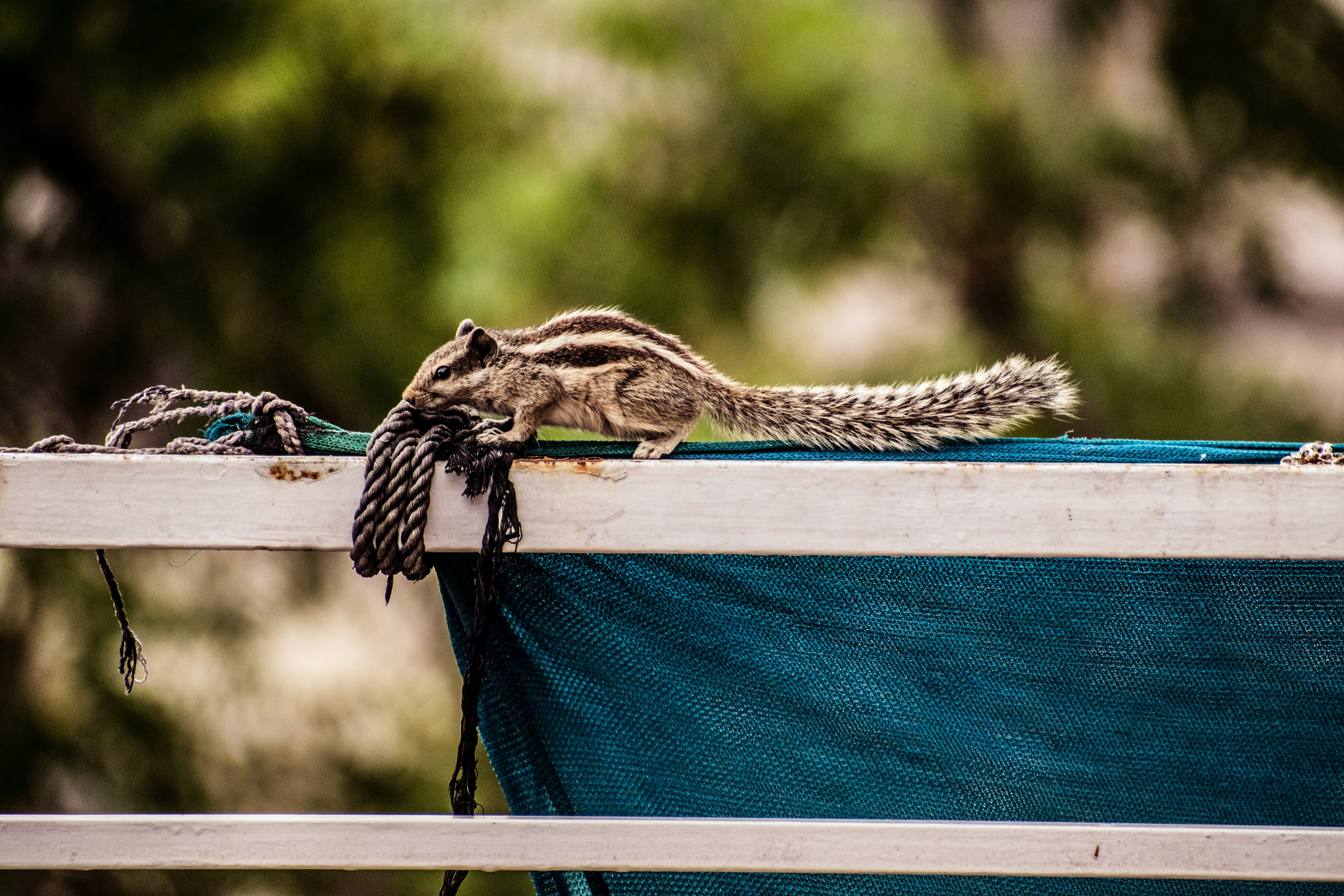 Tilted Slumber: a curled squirrel rests along a sunlit boat edge