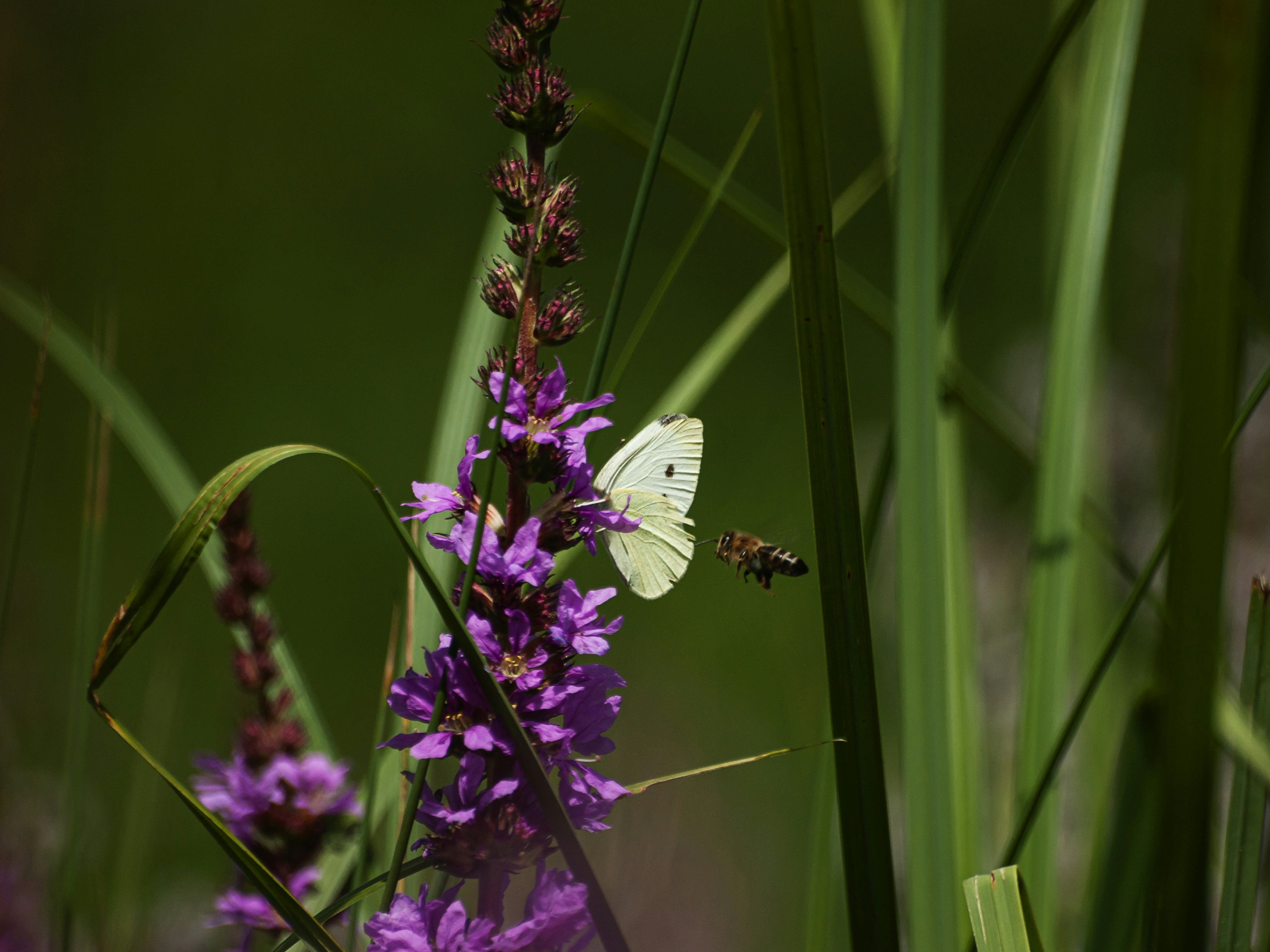 Close-up photograph of a white butterfly perched on violet flower spikes among green grasses.